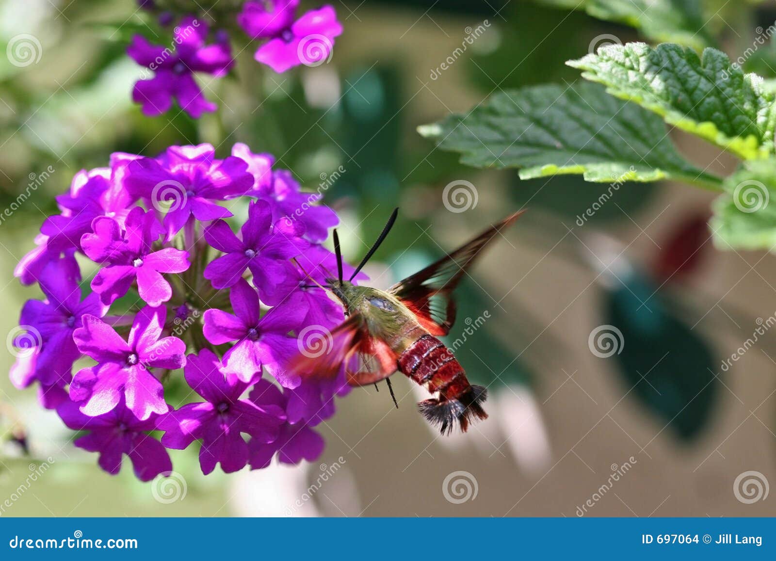 Hummingbird Moth stock photo. Image of flower, carolina - 697064