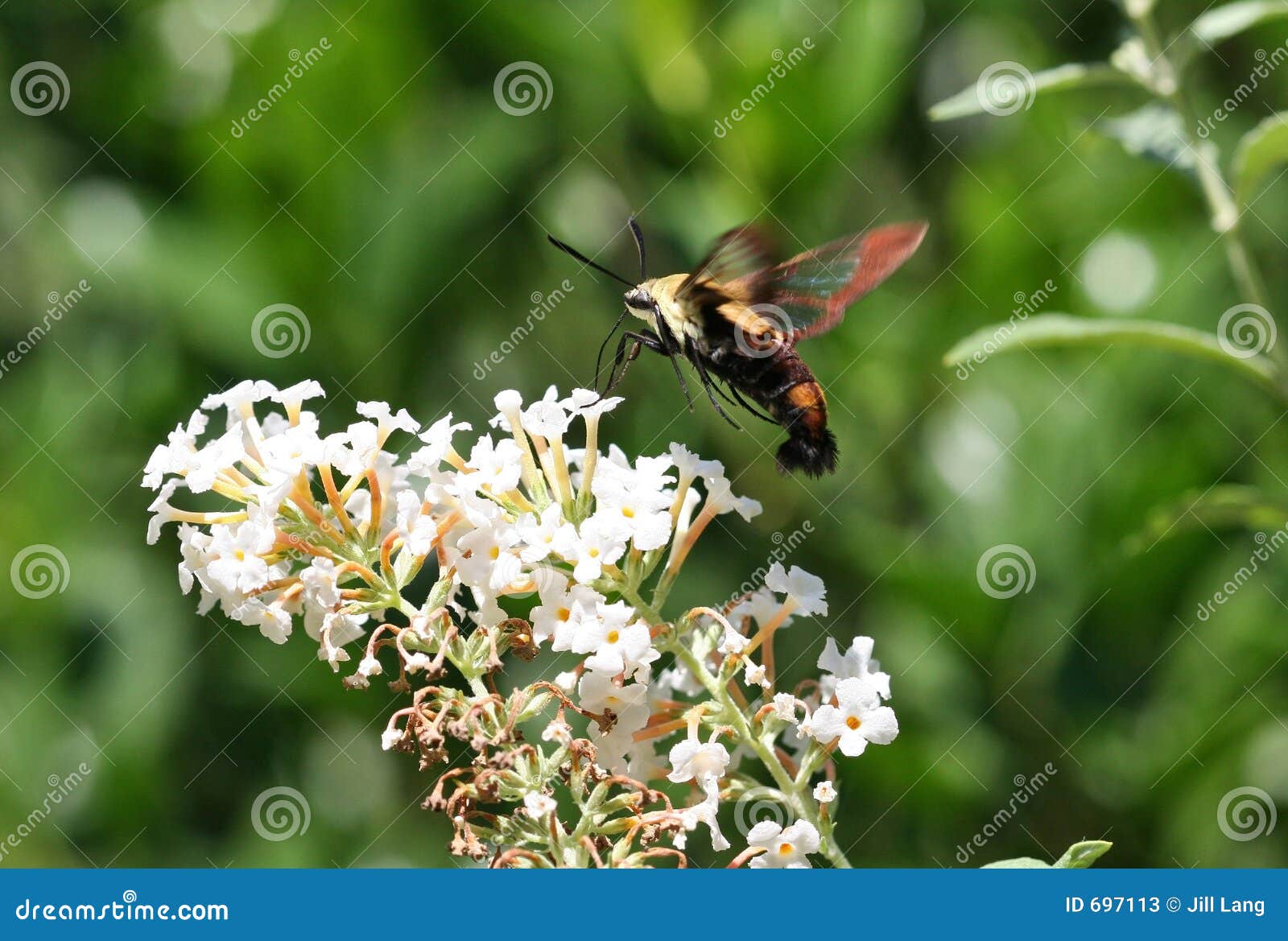 Hummingbird Moth, The Sphinx Moth Royalty-Free Stock Photography ...