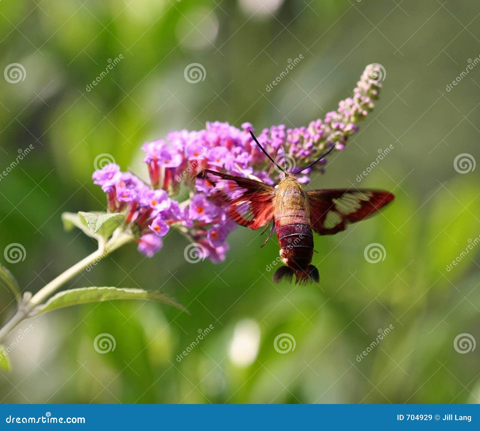 Hummingbird Moth stock image. Image of flower, bush, flying - 704929