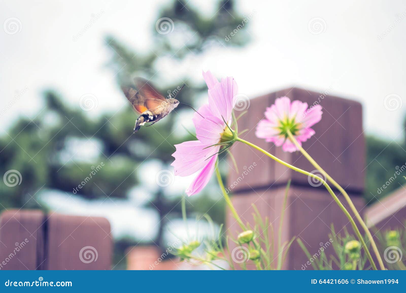 Hummingbird Moth with Cosmos Flower Stock Photo - Image of sphinx ...