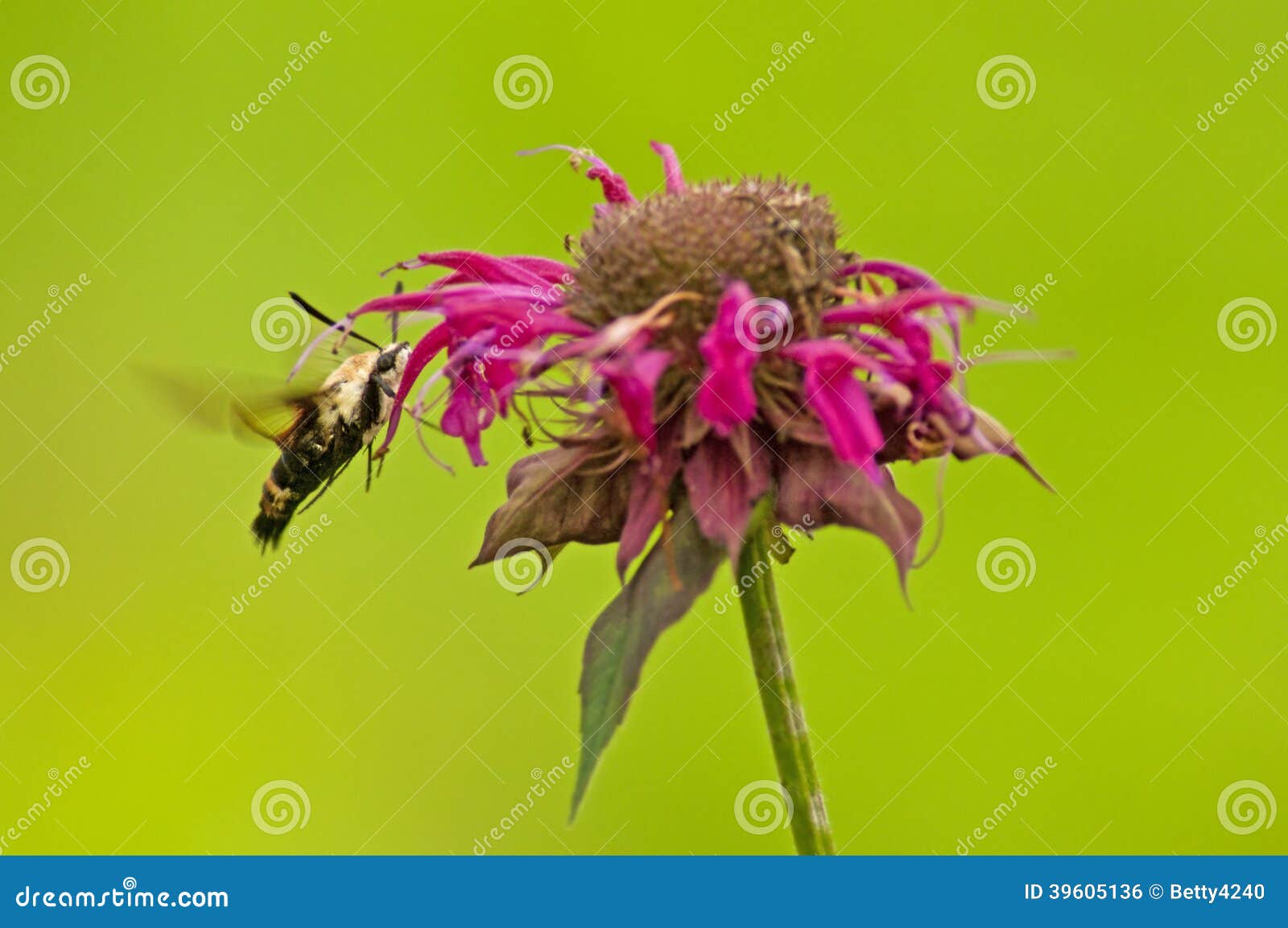 Hummingbird Moth Feeding on Bee-Balm Flowers. Stock Photo - Image of ...