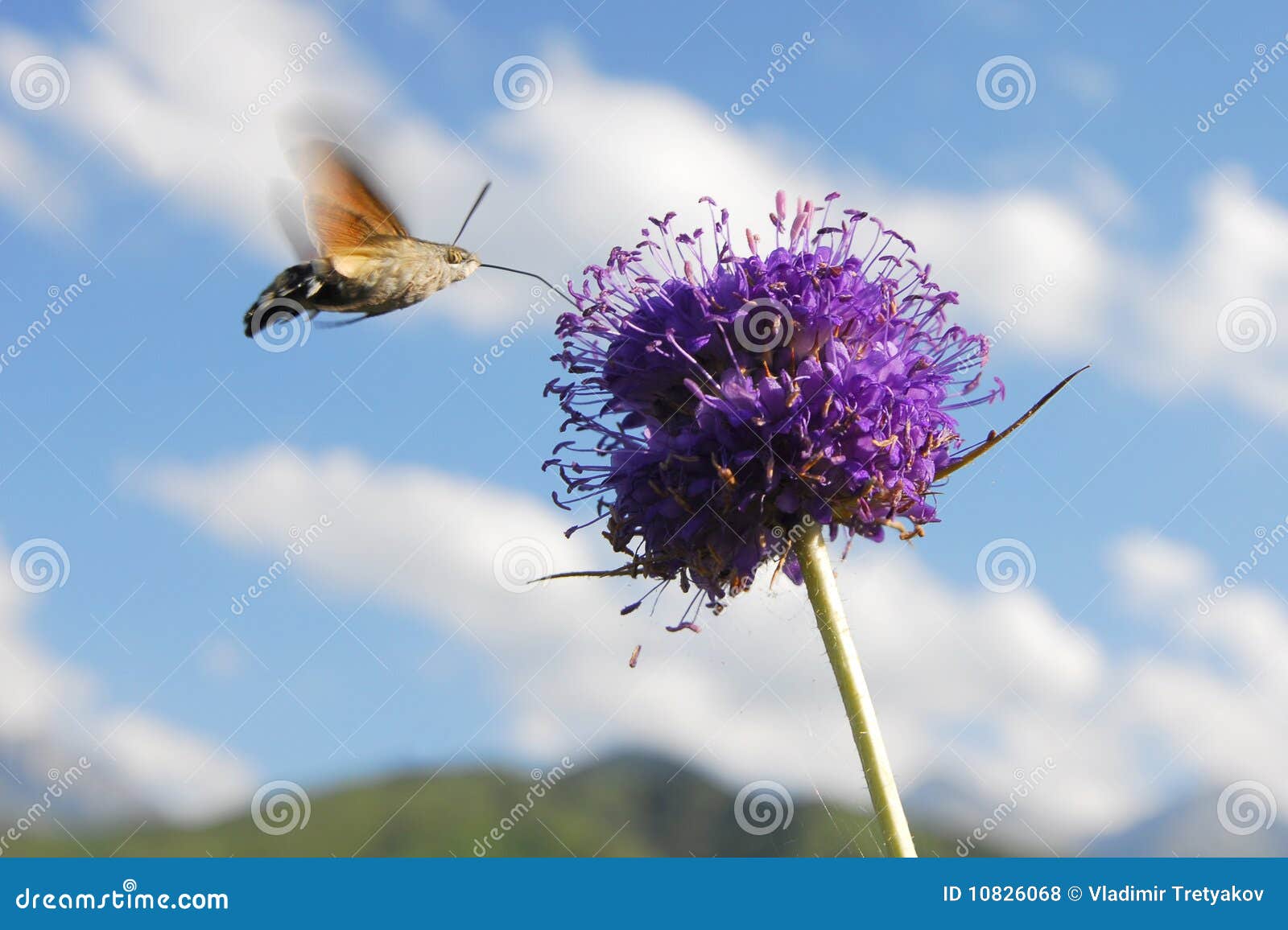 Hummingbird Moth Feeding on Nectar from a Flower Stock Photo - Image of ...