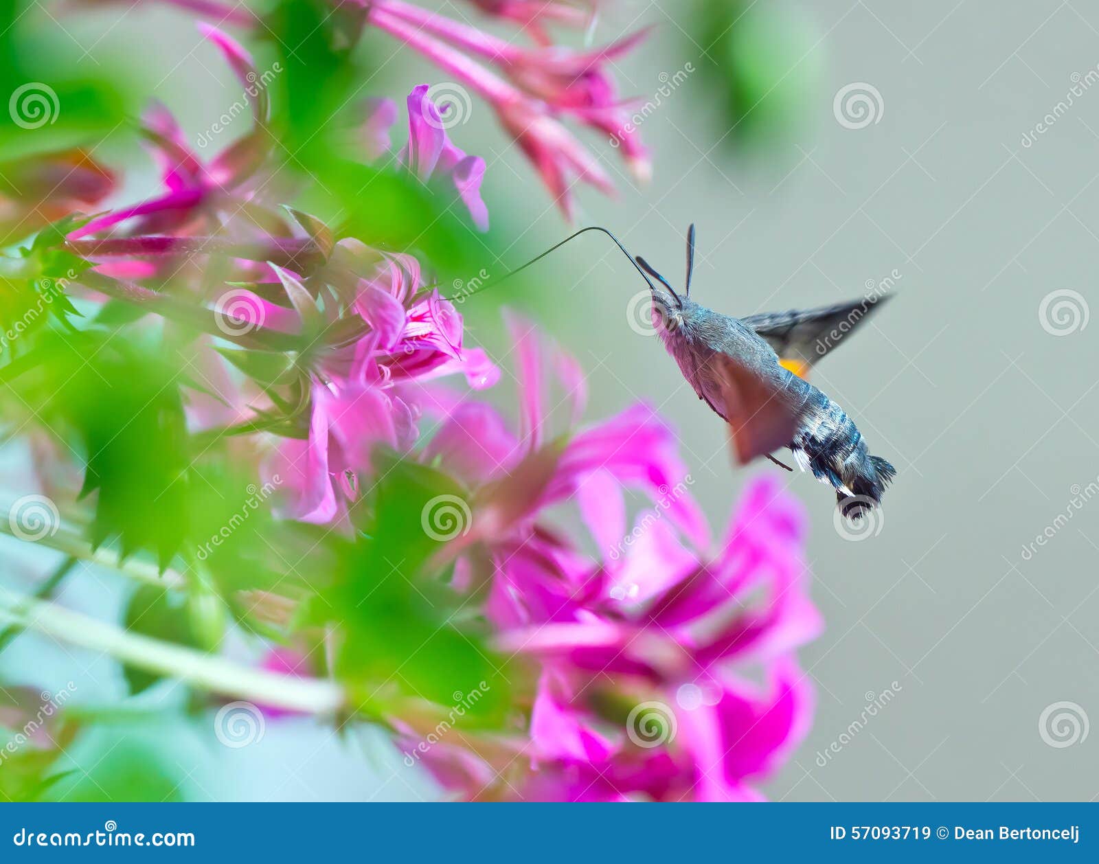 Hummingbird moth stock image. Image of summer, antenna - 57093719