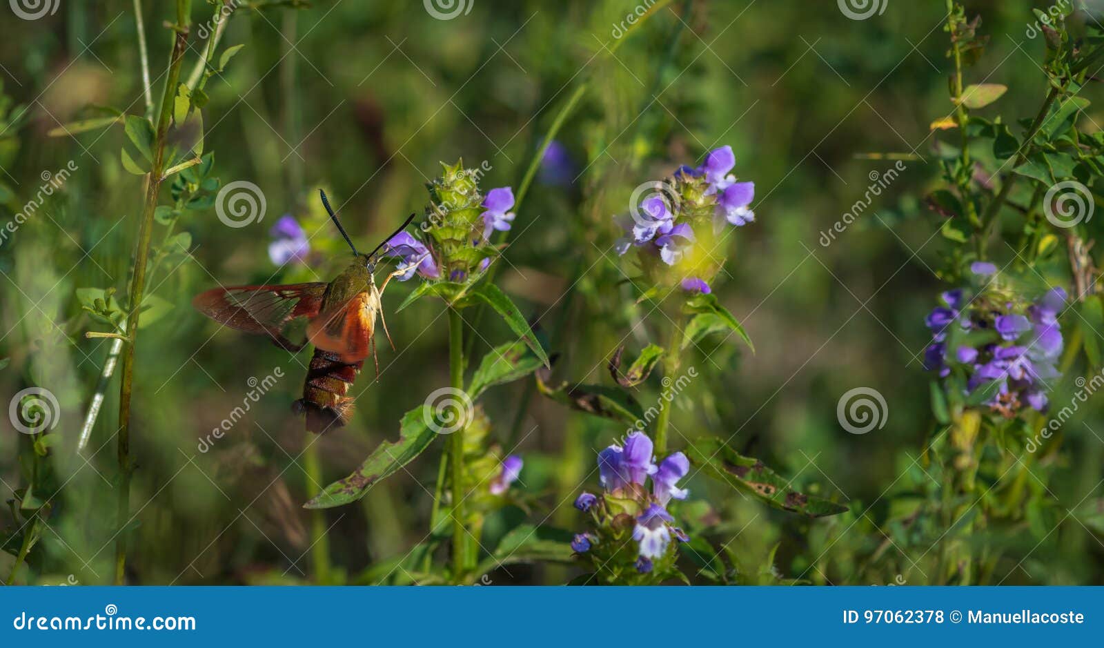 Hummingbird Moth Hunting for Nector Stock Photo - Image of humming ...