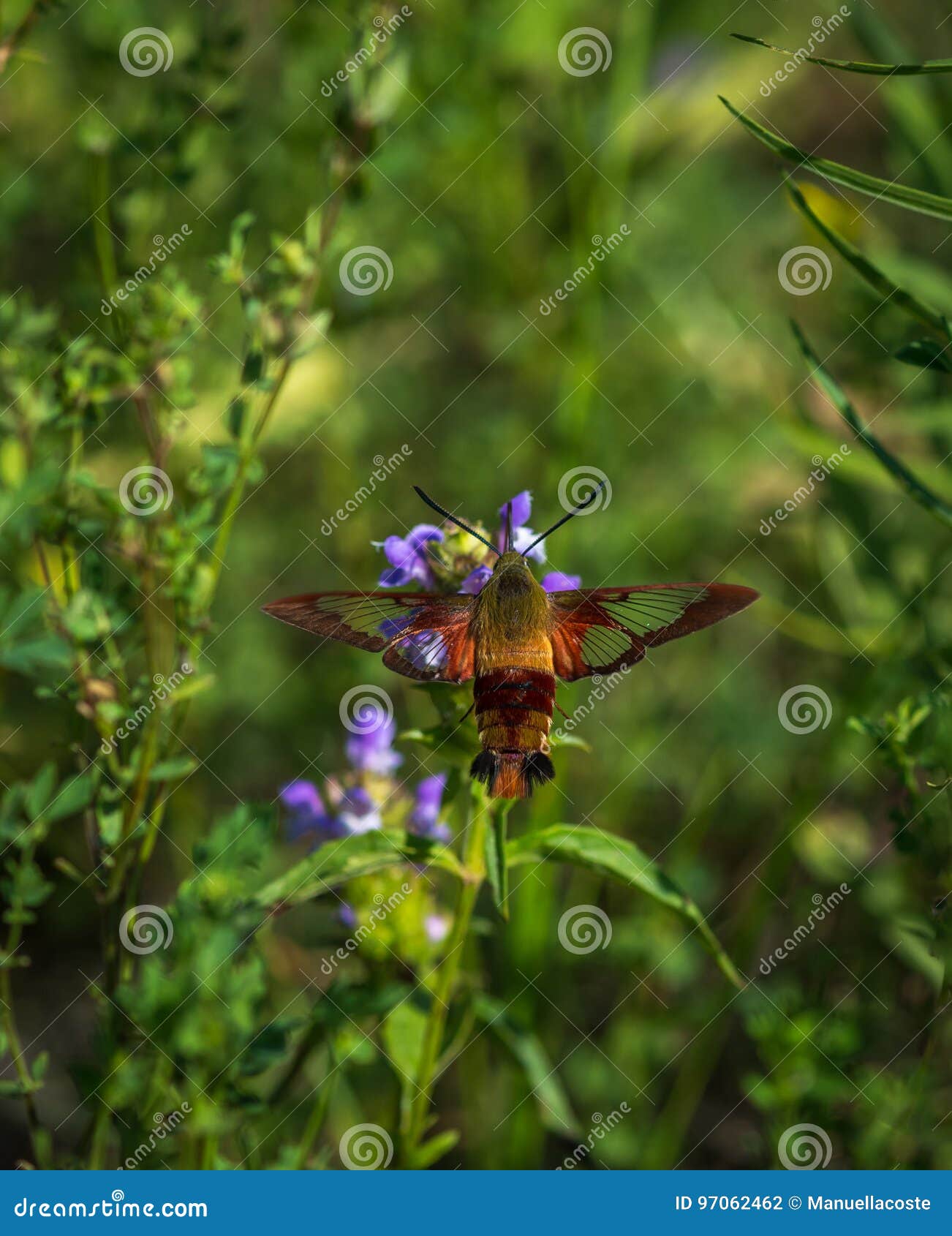 Hummingbird Moth Hunting for Nector Stock Photo - Image of moths ...