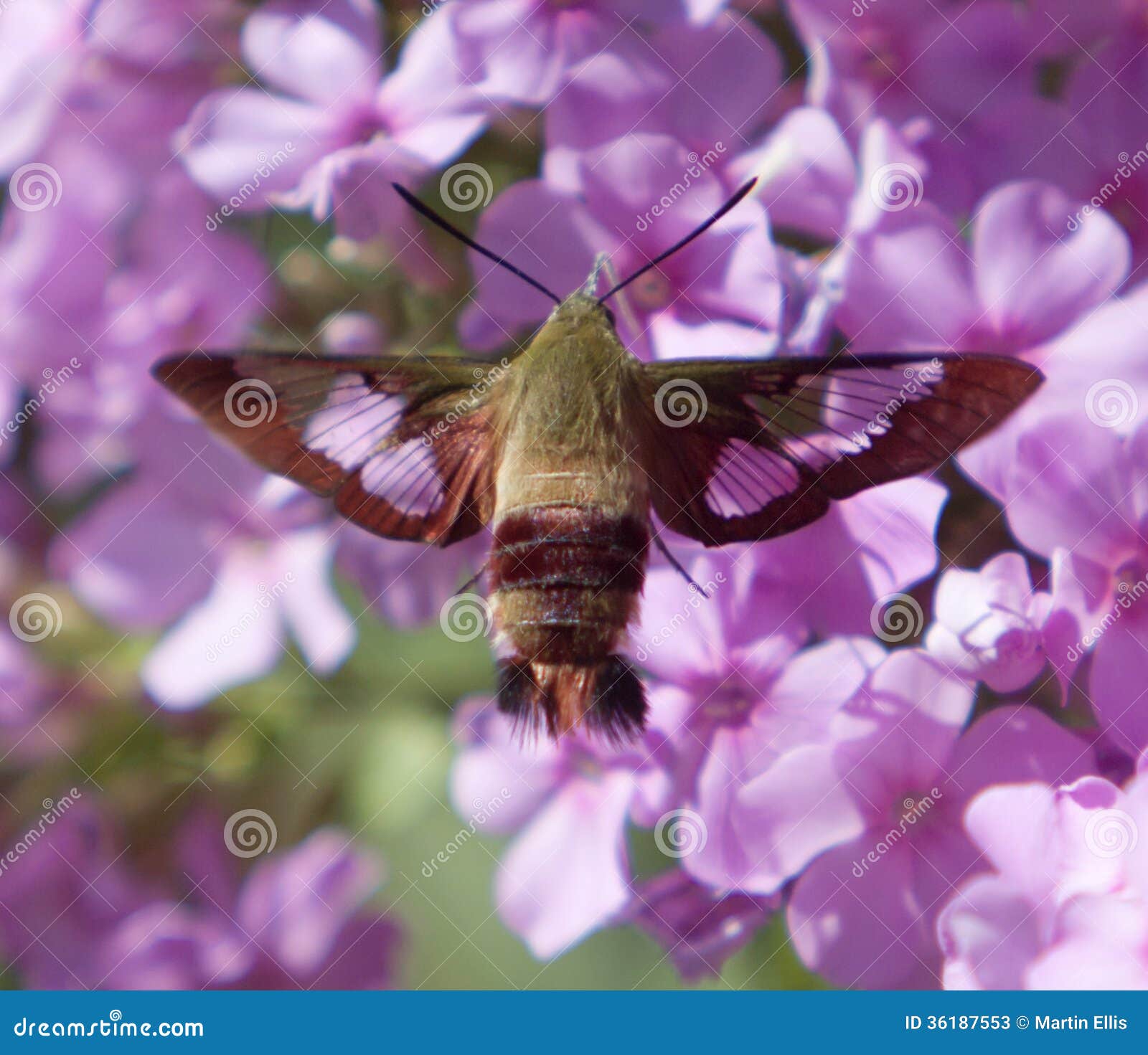 The Hummingbird Moth Stock Image | CartoonDealer.com #36362353