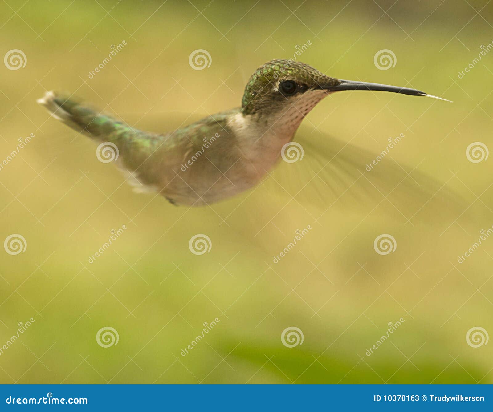 Hummingbird in motion stock image. Image of beak, perched - 10370163