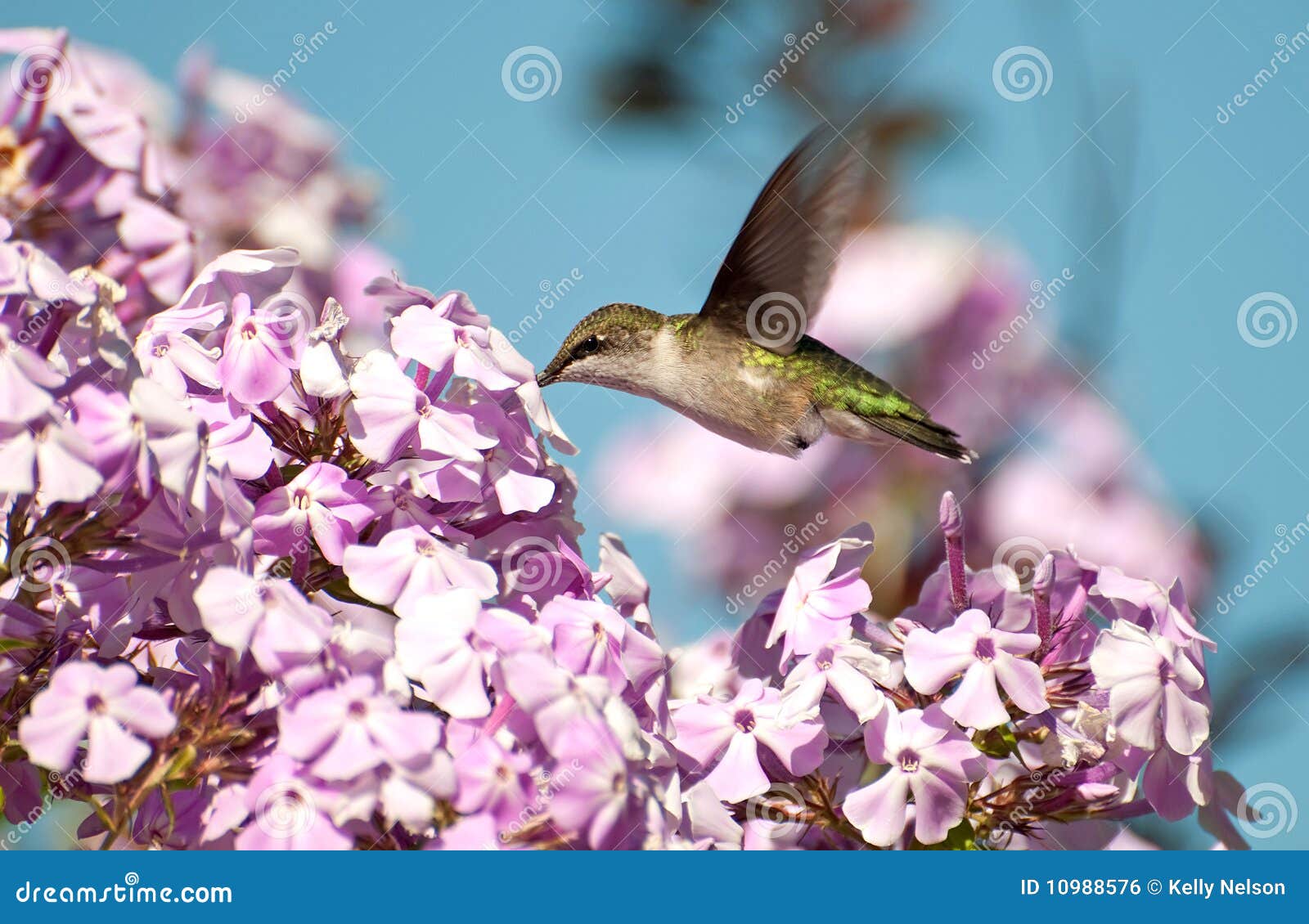 Hummingbird in motion. stock photo. Image of birding - 10988576