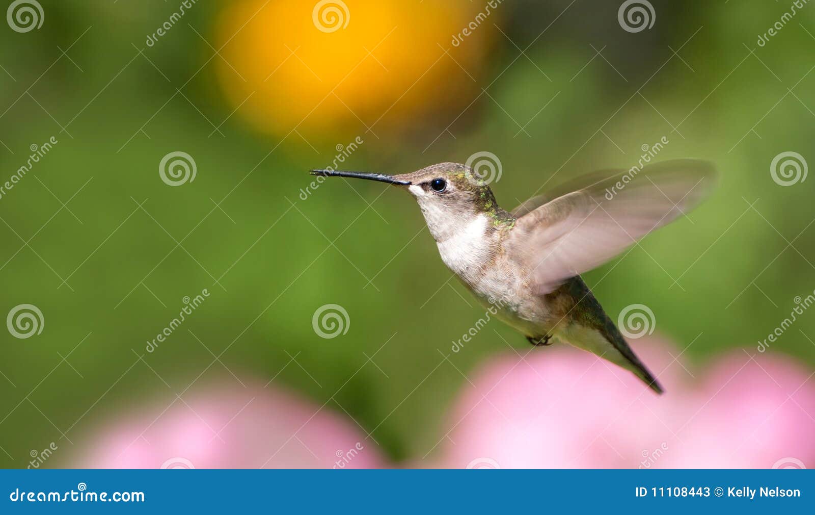 Hummingbird in motion. stock image. Image of garden, beak - 11108443