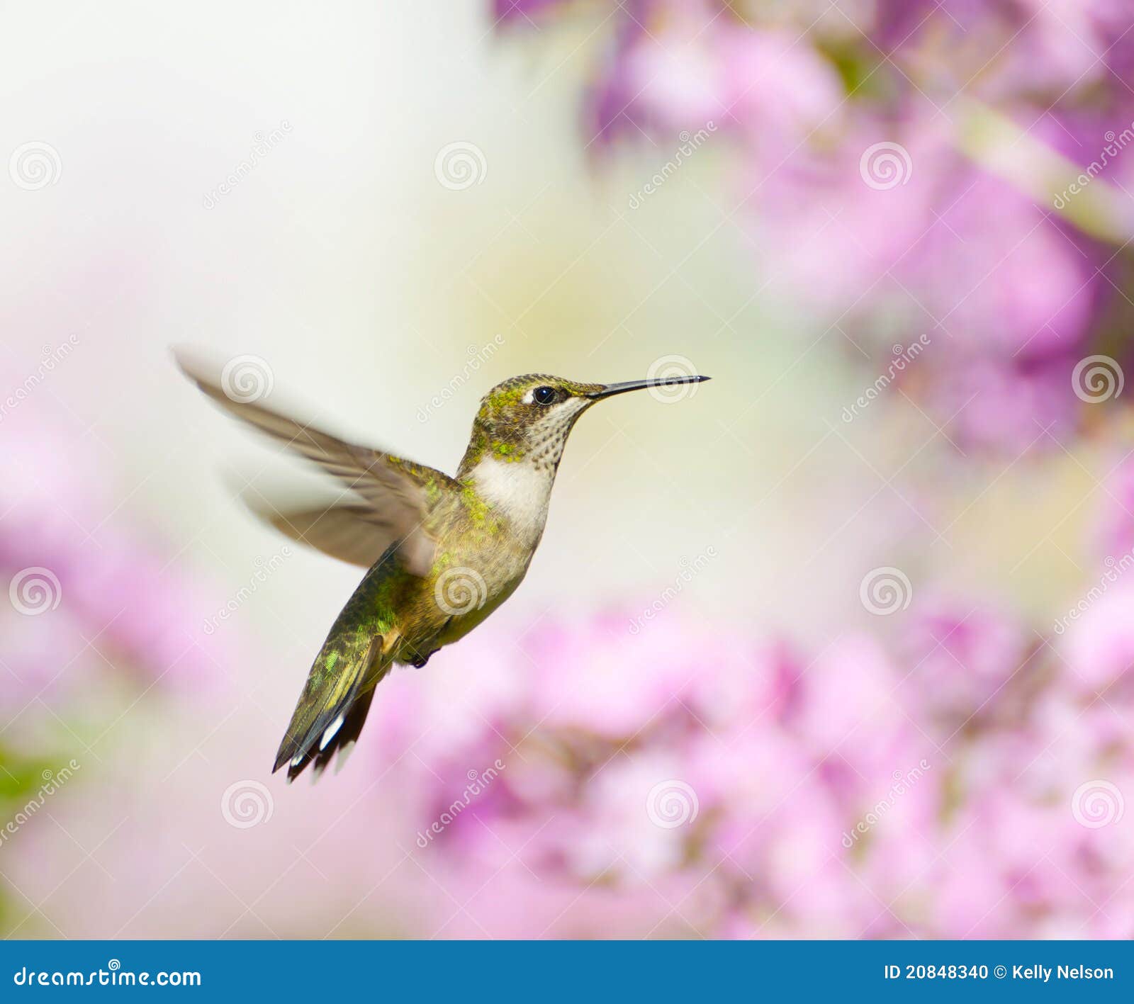 Hummingbird in motion. stock photo. Image of flight, color - 20848340