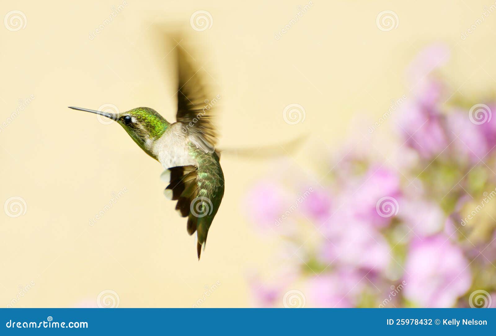 Hummingbird in motion. stock photo. Image of migration - 25978432