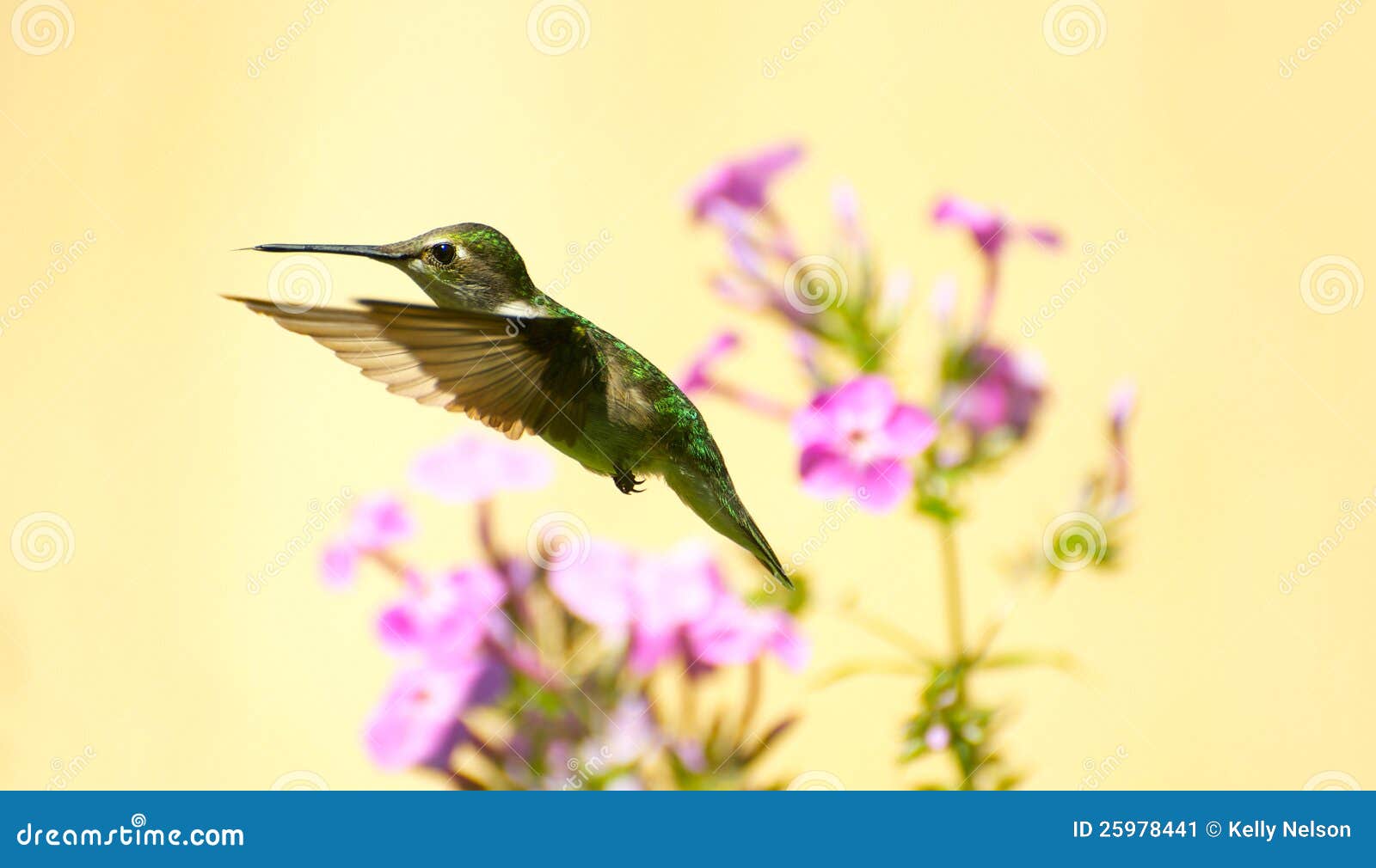 Hummingbird in motion. stock image. Image of nature, bird - 25978441