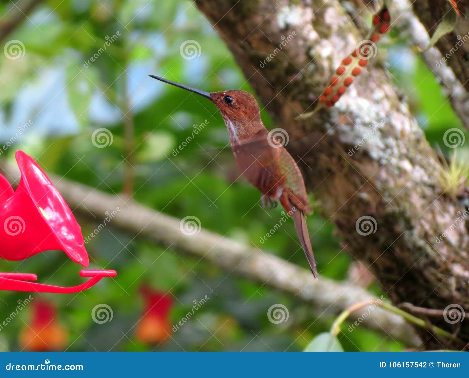 A Hummingbird in Natural Environment Stock Photo - Image of colorful ...