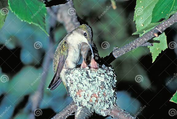 Hummingbird at nest stock image. Image of nectar, female - 655753