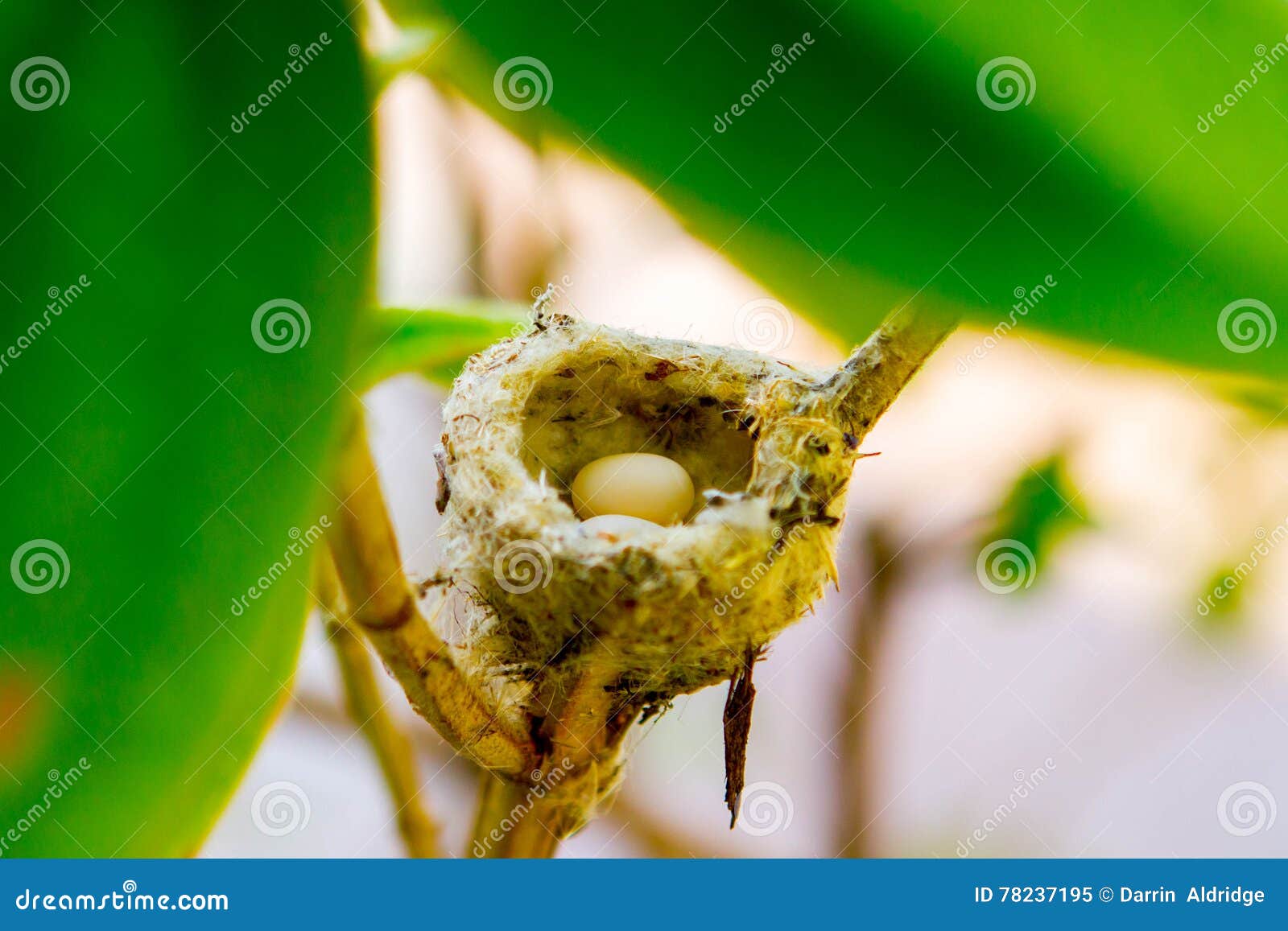 Hummingbird Nest with Eggs stock image. Image of shaped - 78237195