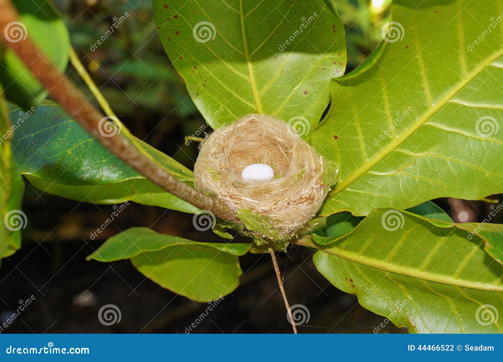 Hummingbird Nest with One Egg Stock Photo - Image of central, wild ...