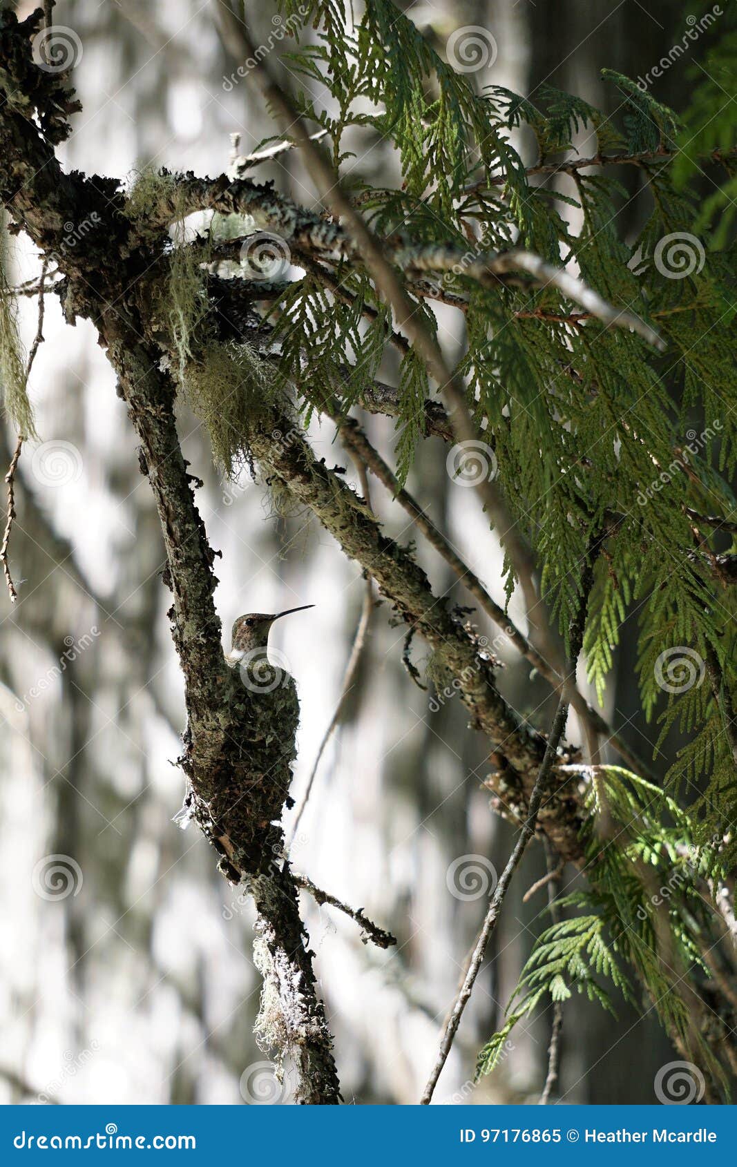 Hummingbird in nest stock image. Image of bird, hidden - 97176865
