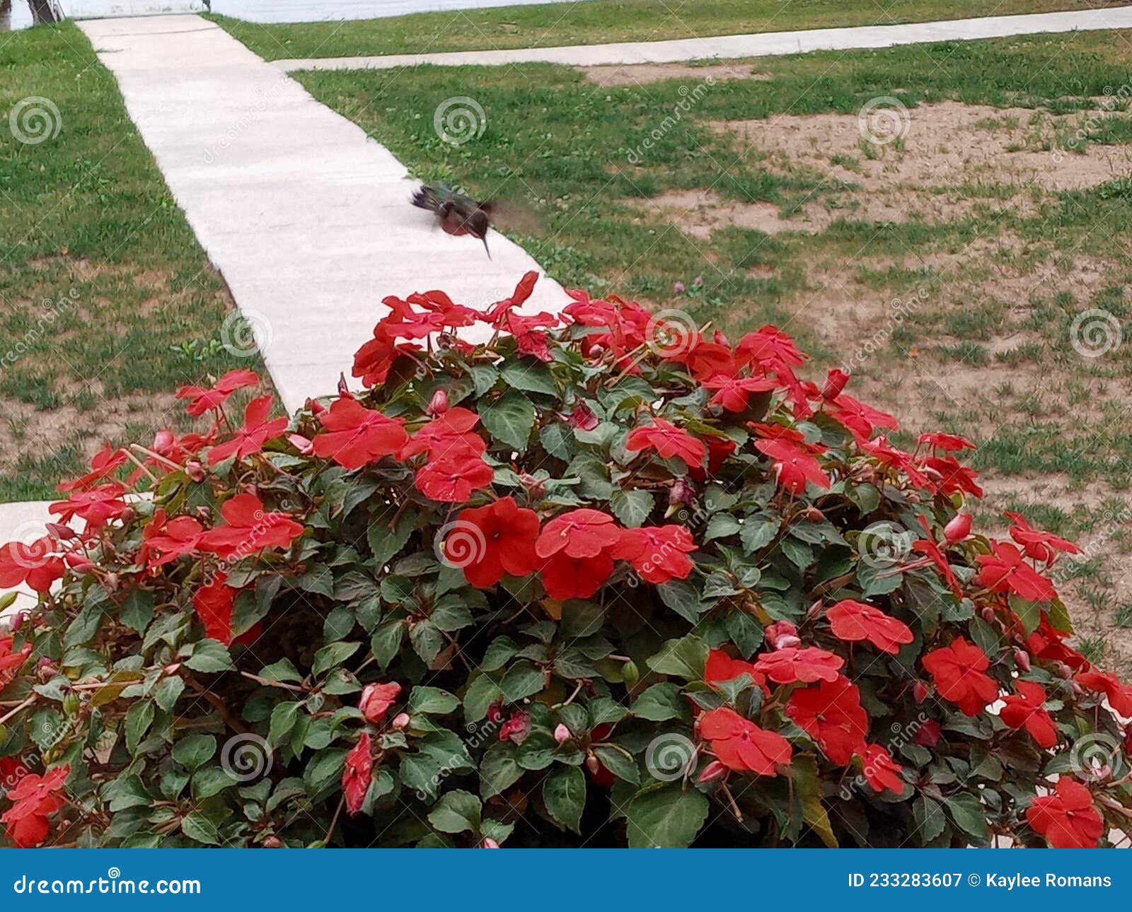 Mn Shrub Swamp Stock Photos - Free & Royalty-Free Stock Photos from ...