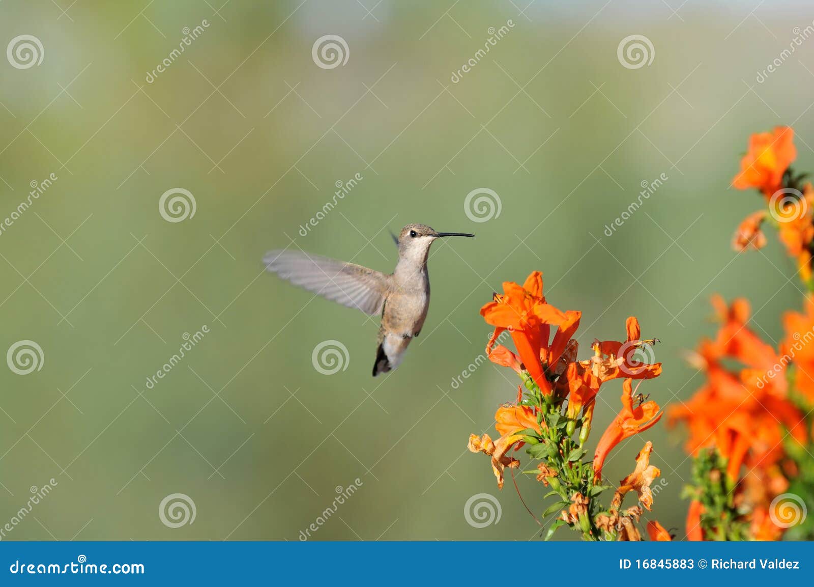 Hummingbird with Orange Flowers Stock Image - Image of hobby, nature ...