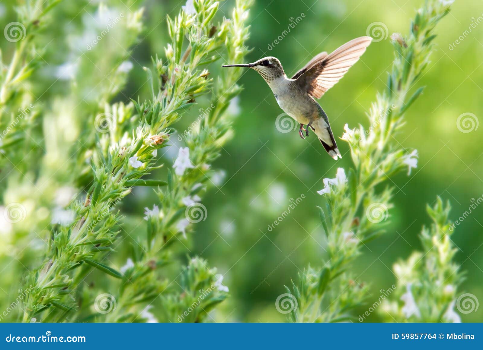 Hummingbird Over Summer Background Stock Photo - Image of background ...