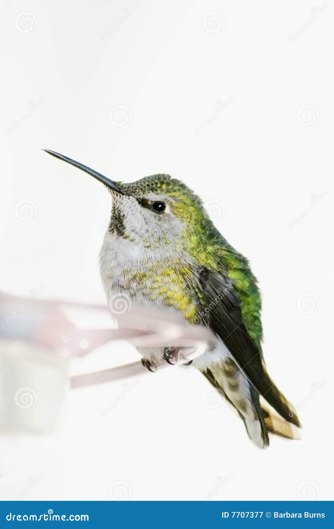 Hummingbird Perched stock image. Image of delicate, mature - 7707377