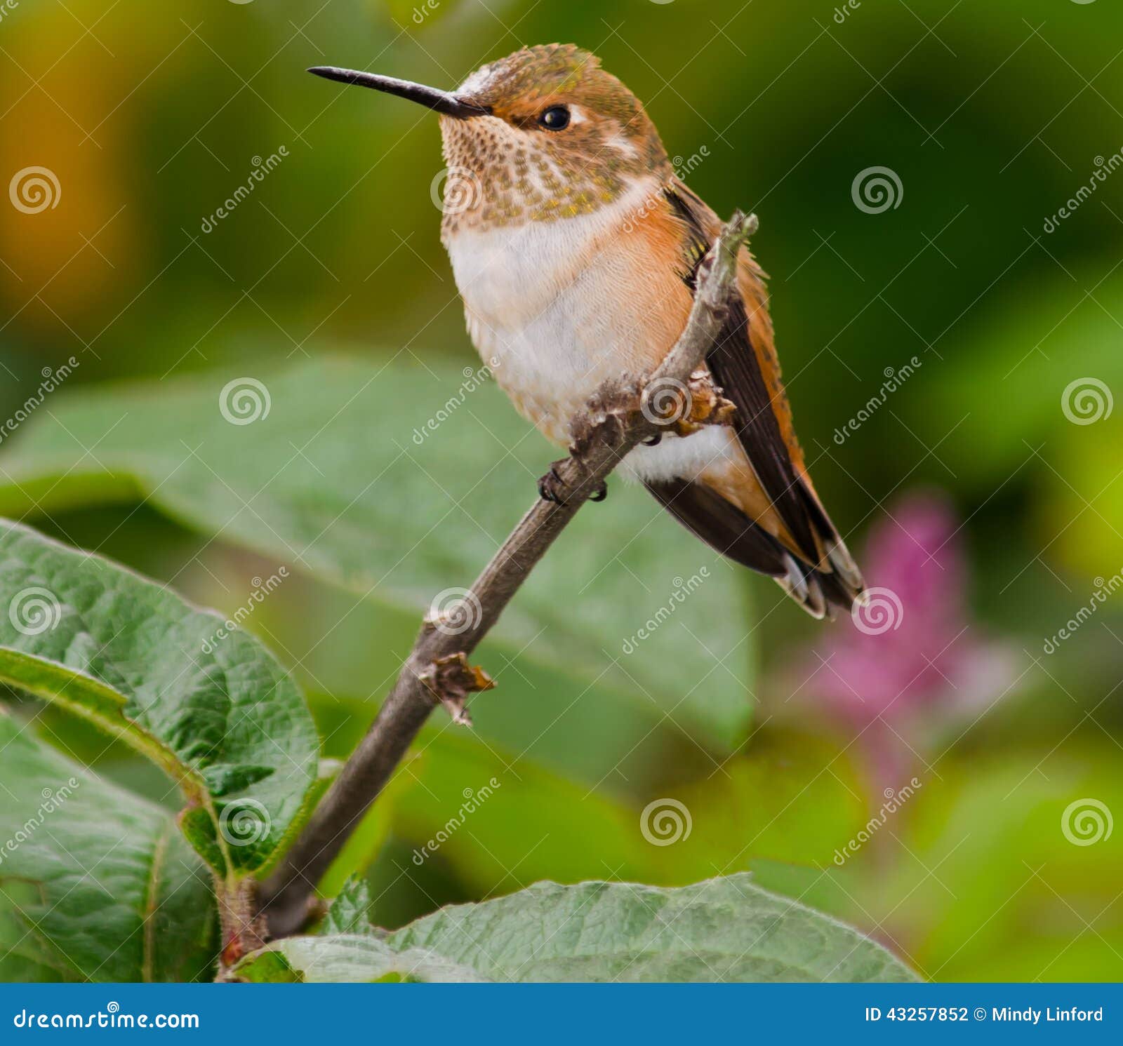 Hummingbird Perched stock photo. Image of sitting, avian - 43257852