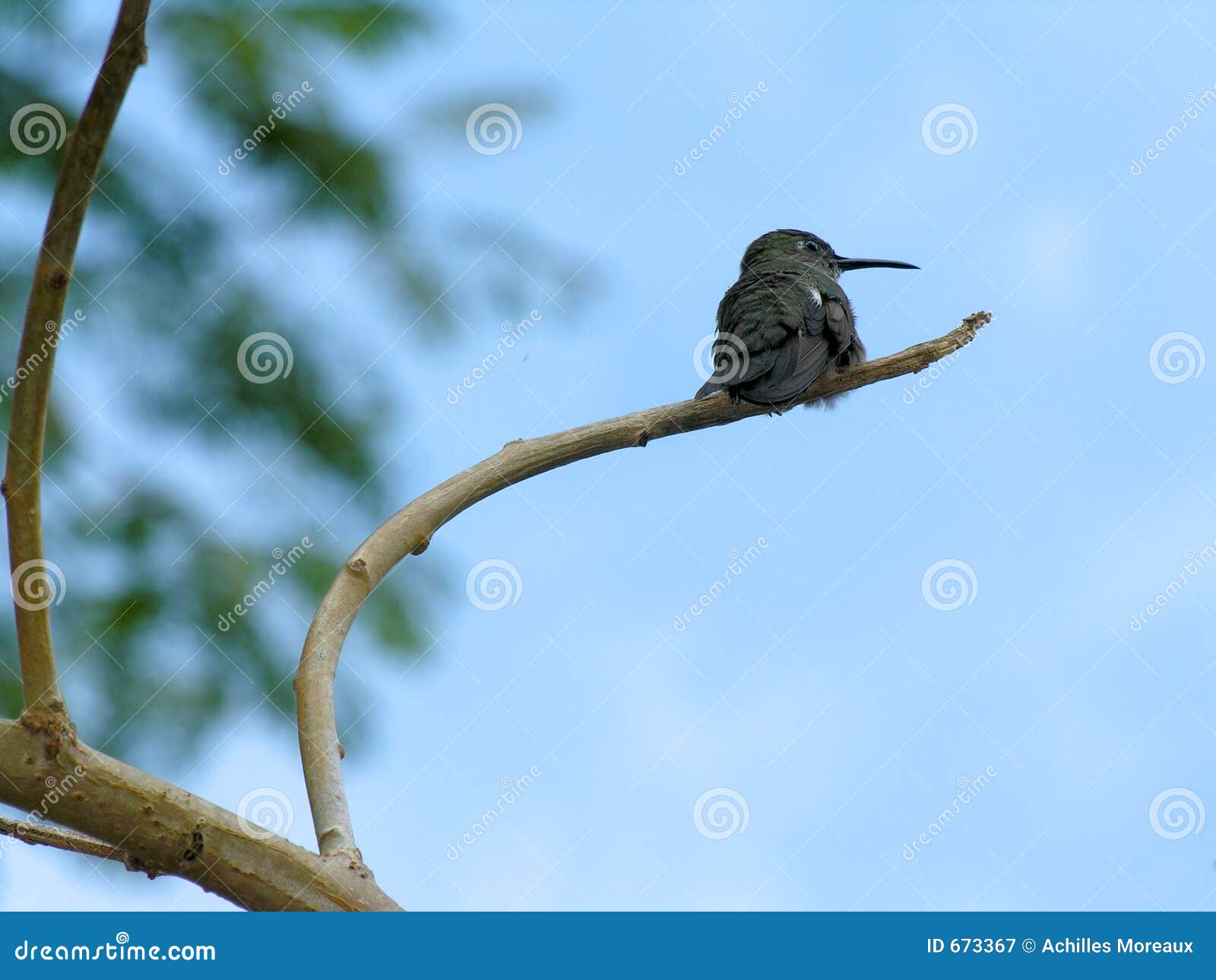 Hummingbird Perched on Branch Stock Image - Image of resting, single ...