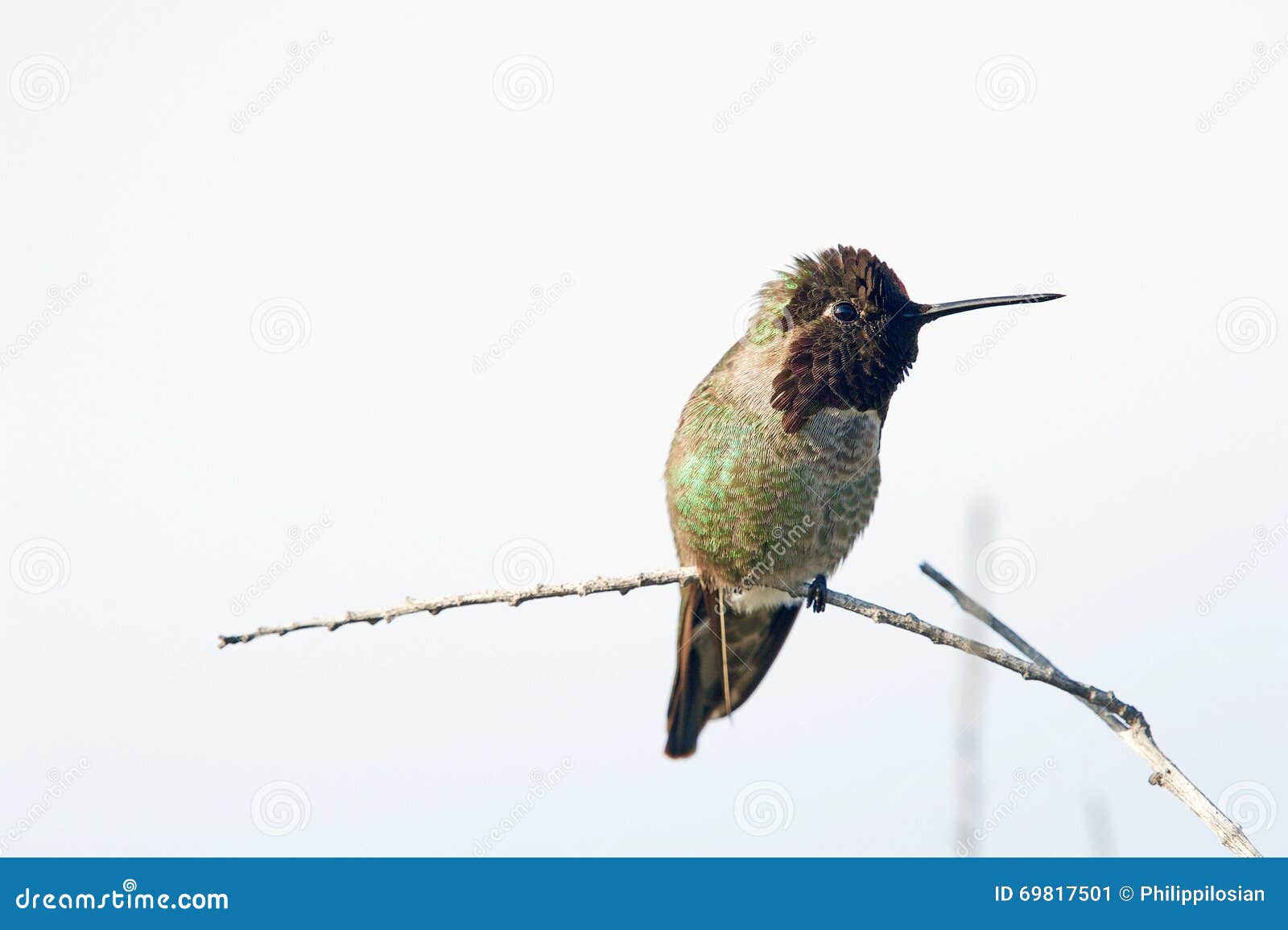 Hummingbird Perched on a Branch Stock Image - Image of animal, beak ...