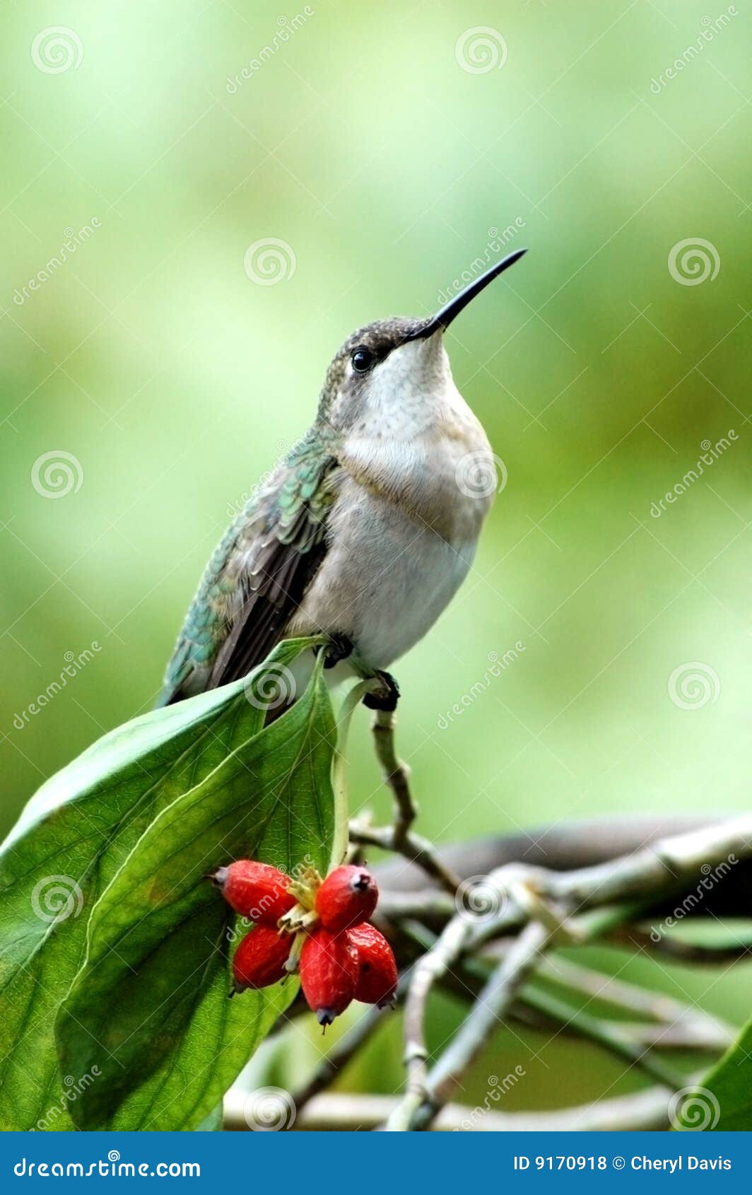 Hummingbird Perched on Branch Stock Photo - Image of humming, fowl: 9170918