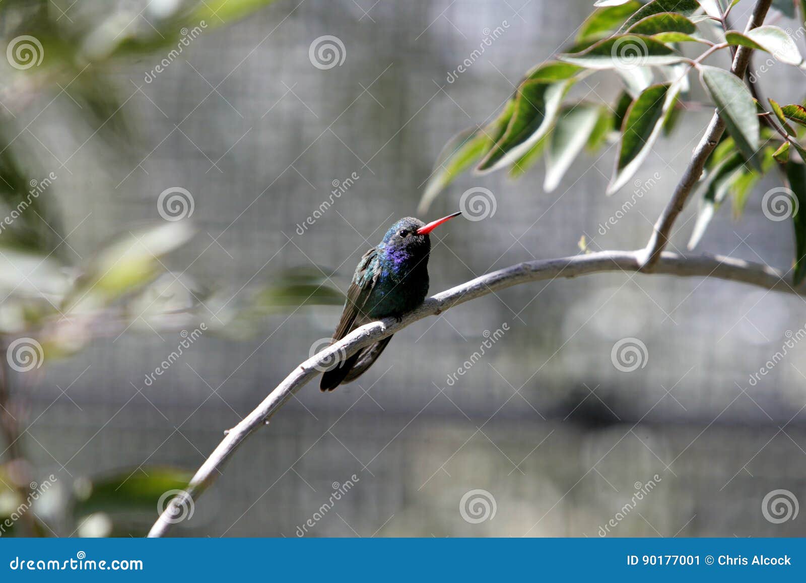 Hummingbird stock image. Image of arizona, controlled - 90177001