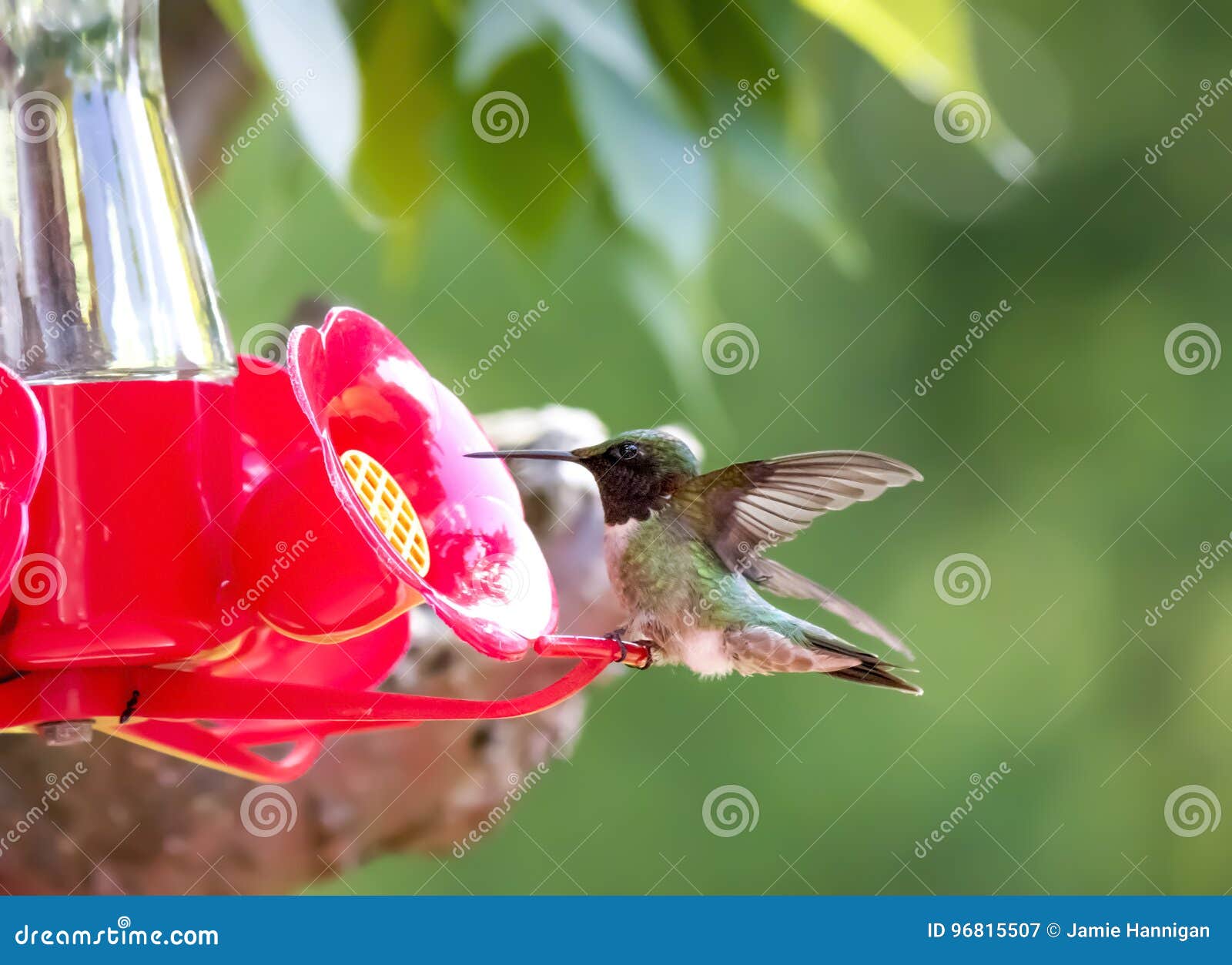 Hummingbird Perched on Feeder Stock Image - Image of cute, rubythroated ...