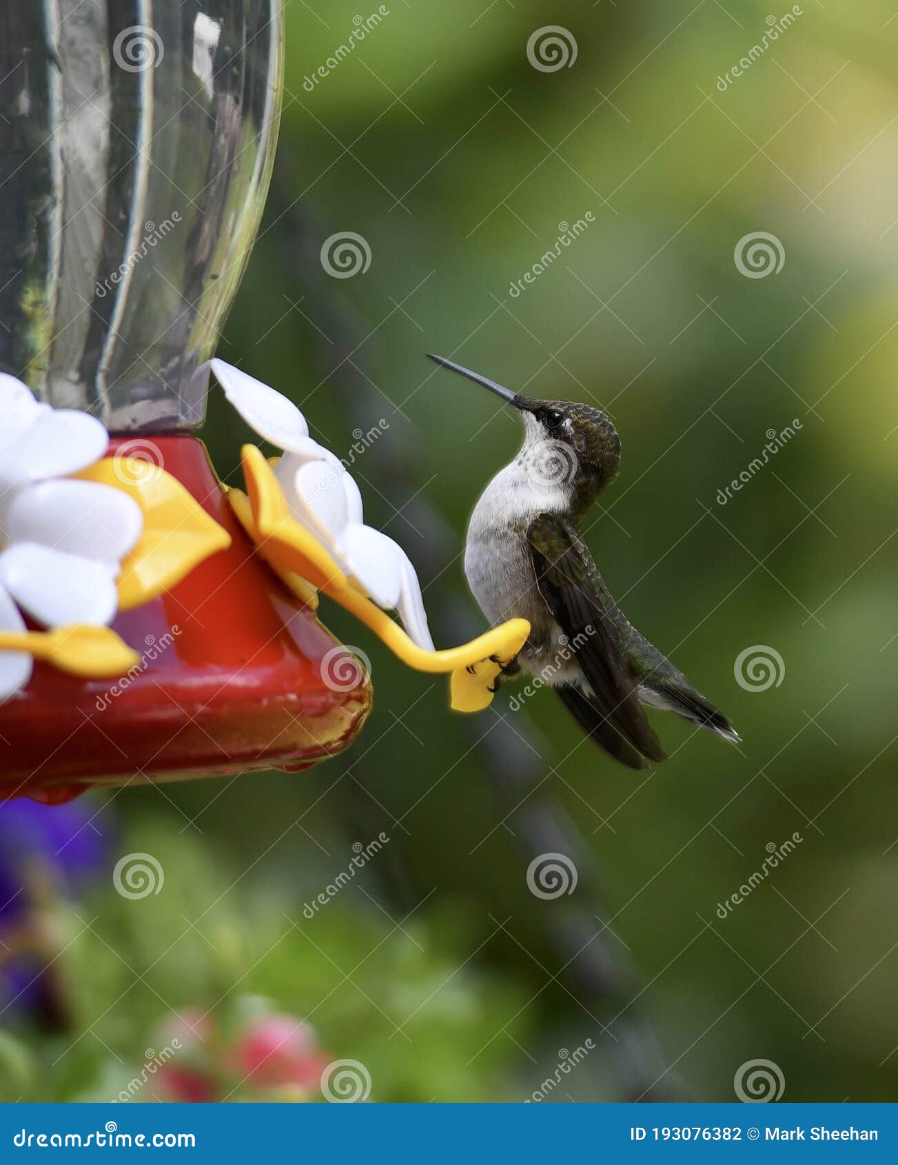 Hummingbird perched stock photo. Image of profile, green - 193076382