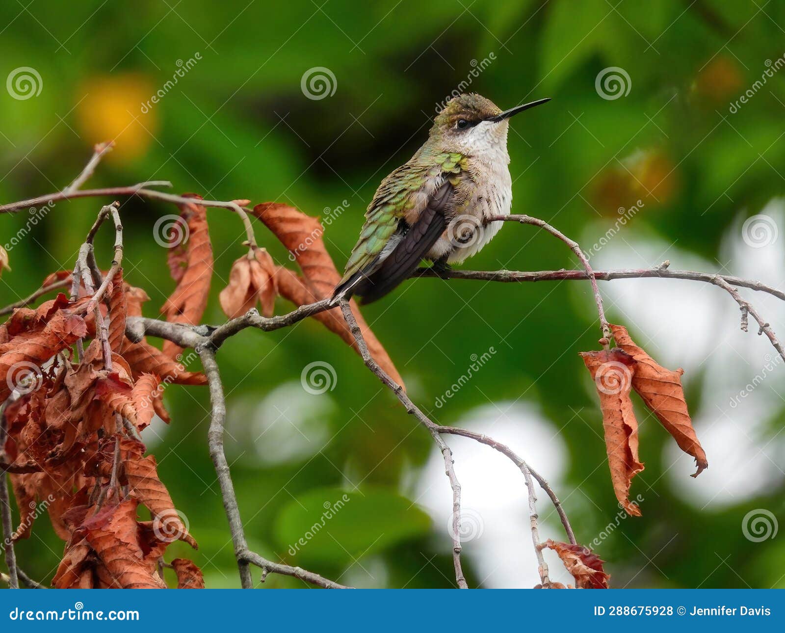Hummingbird Perched: a Ruby Throated Hummingbird is Perched on Tree ...
