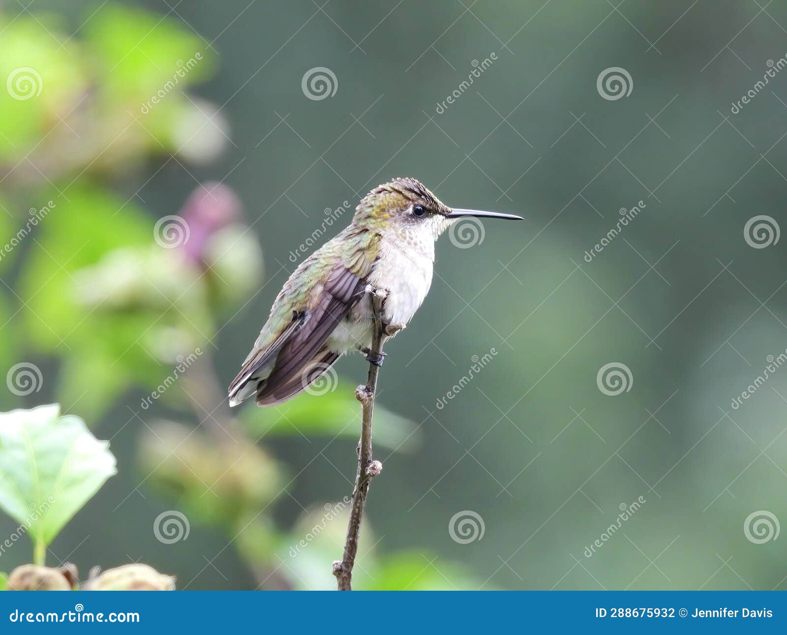 Hummingbird Perched: a Ruby Throated Hummingbird is Perched on Tree ...