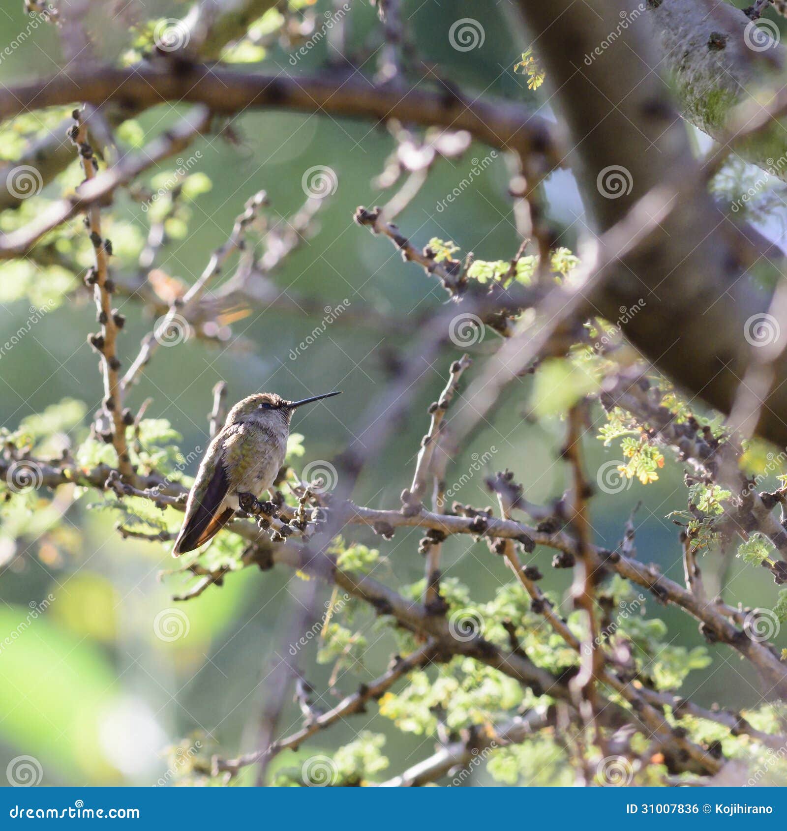 Hummingbird stock photo. Image of bird, tree, animal - 31007836
