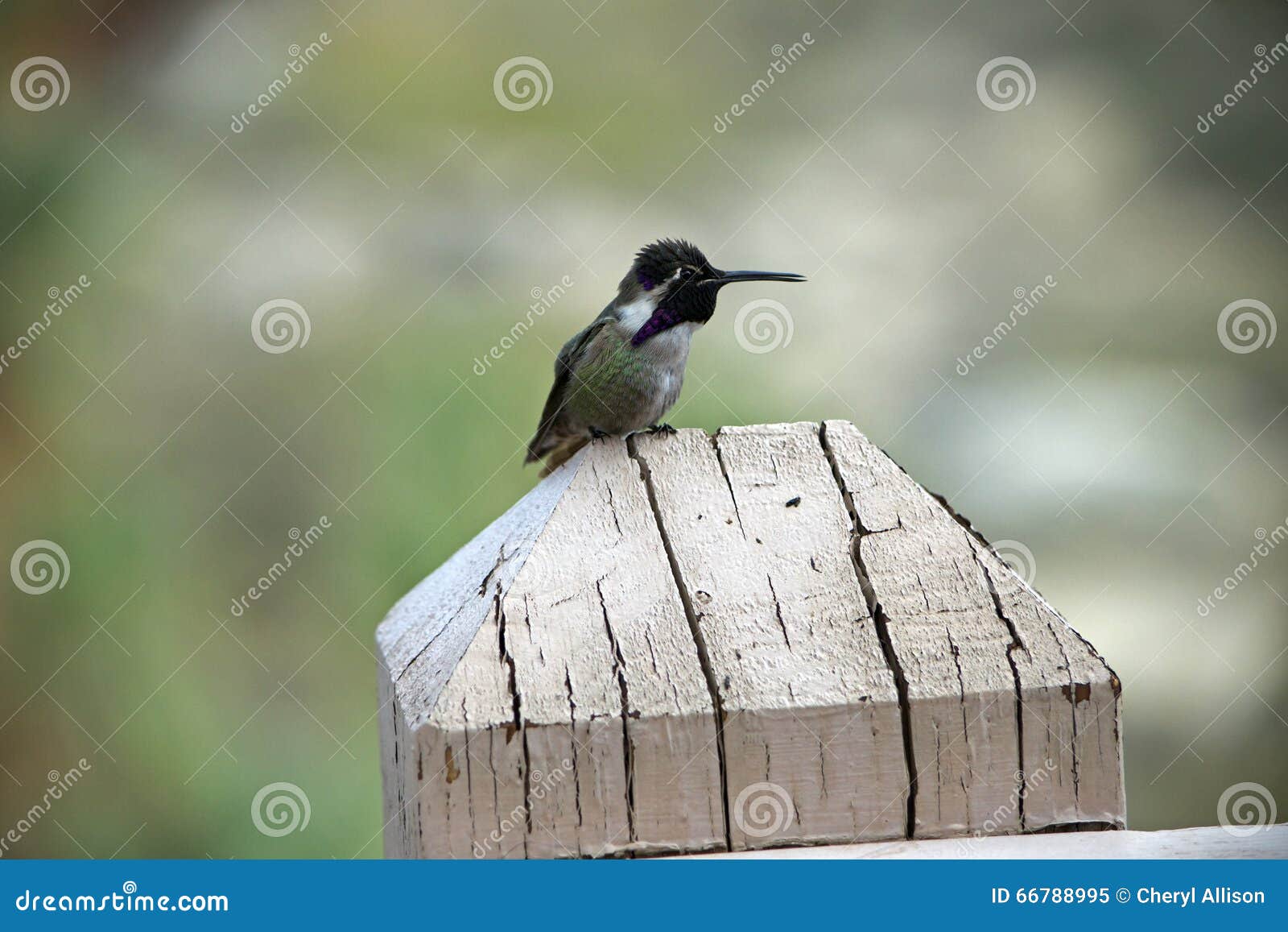 Hummingbird Perched on a Wooden Post Stock Image - Image of hummingbird ...