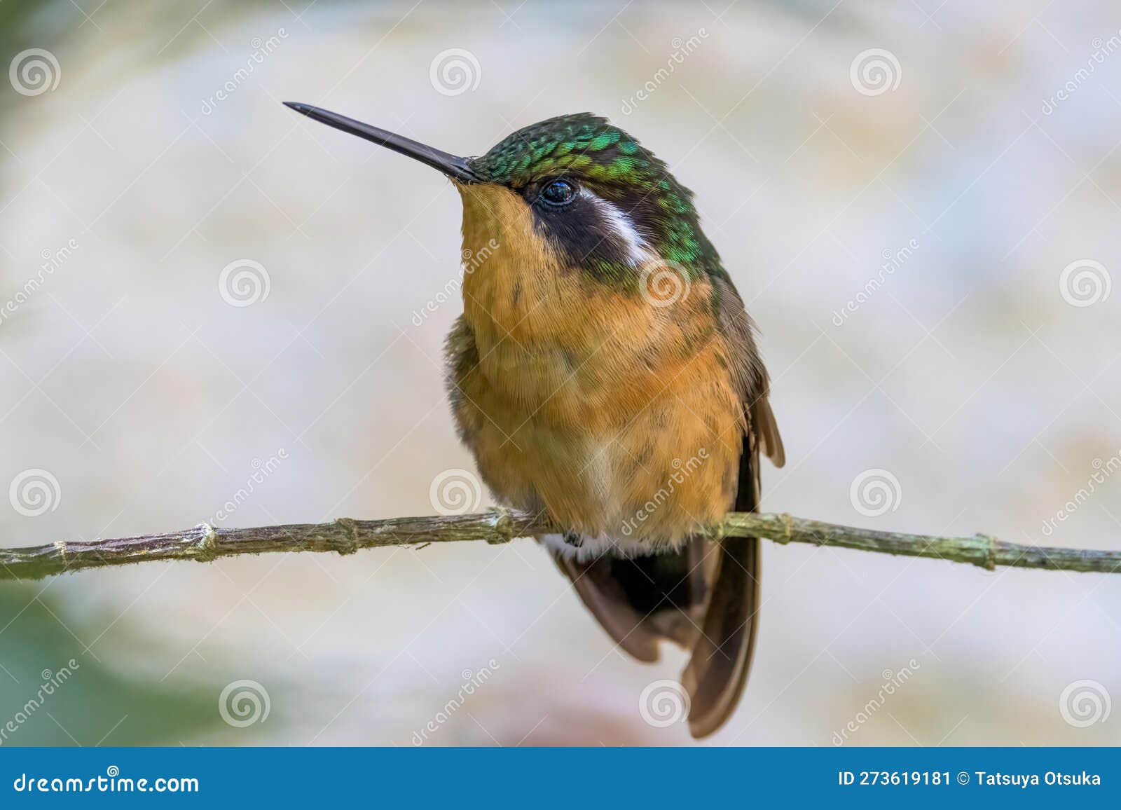 Hummingbird Perching on a Branch of Tree Stock Image - Image of nature ...