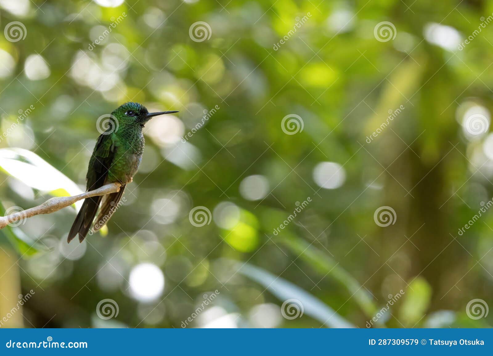 Hummingbird Perching on a Branch of Tree Stock Image - Image of ...