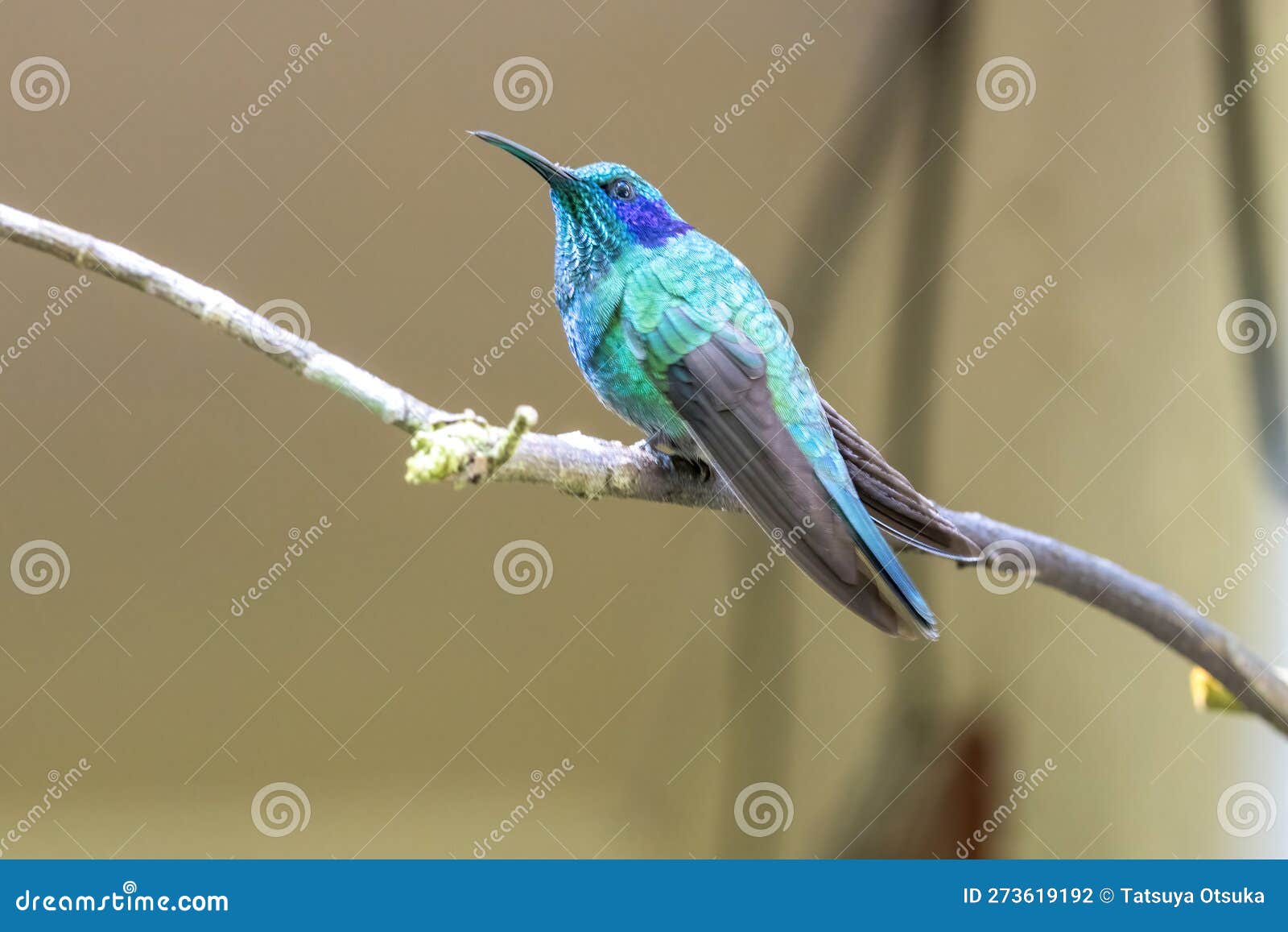 Hummingbird Perching on a Branch of Tree Stock Photo - Image of ...