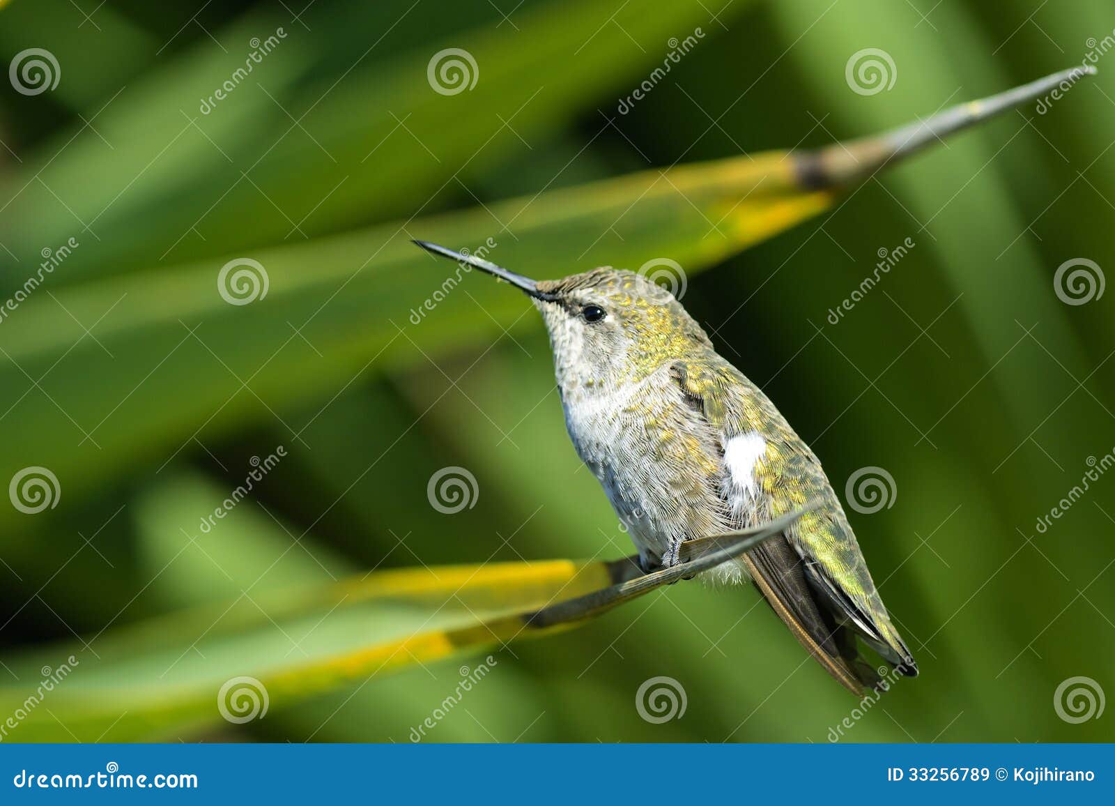 Hummingbird stock image. Image of tree, wild, small, palm - 33256789