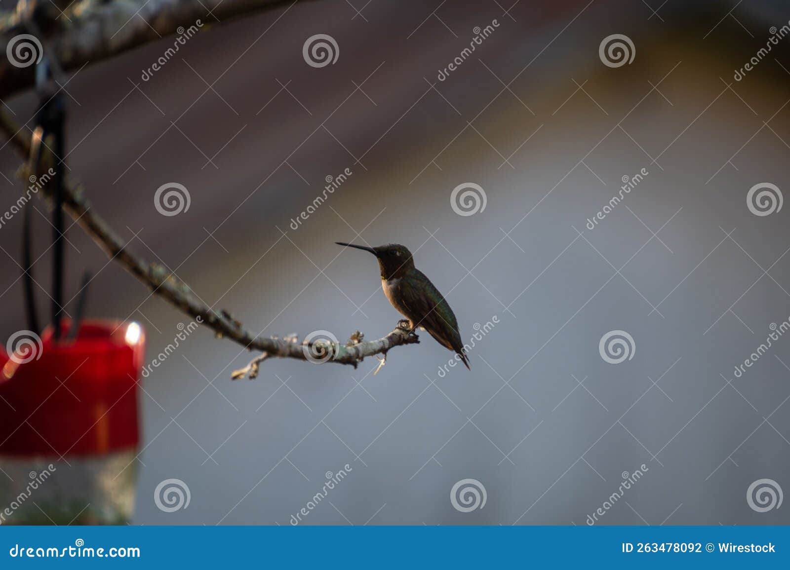 Hummingbird Perching on a Tree Branch Against a Blurred Background ...