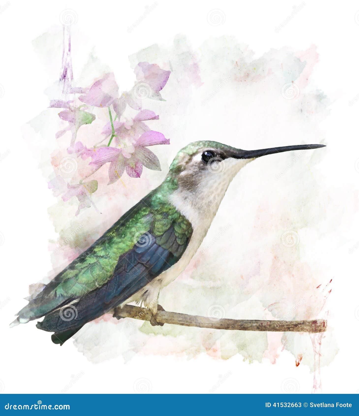 Hummingbird Perching stock illustration. Illustration of card - 41532663