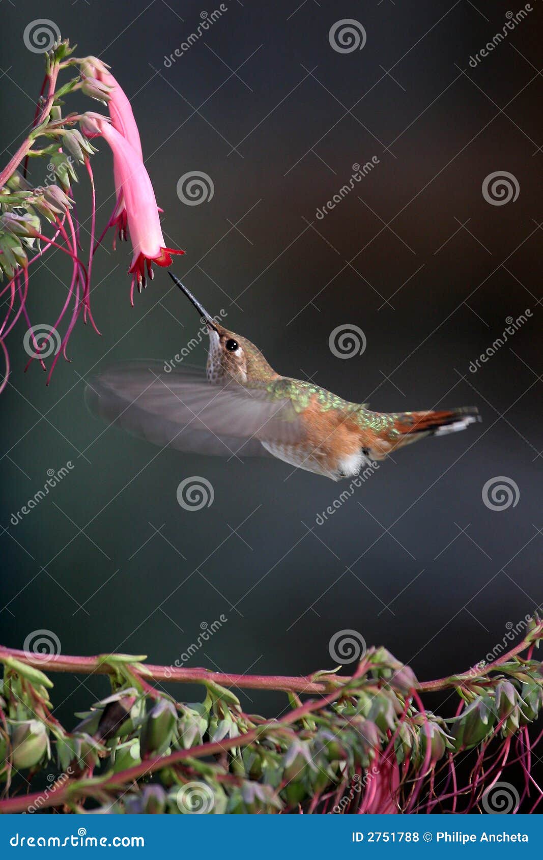 Hummingbird With Pink Bloom In Forest Habitat. Green Violet-ear ...
