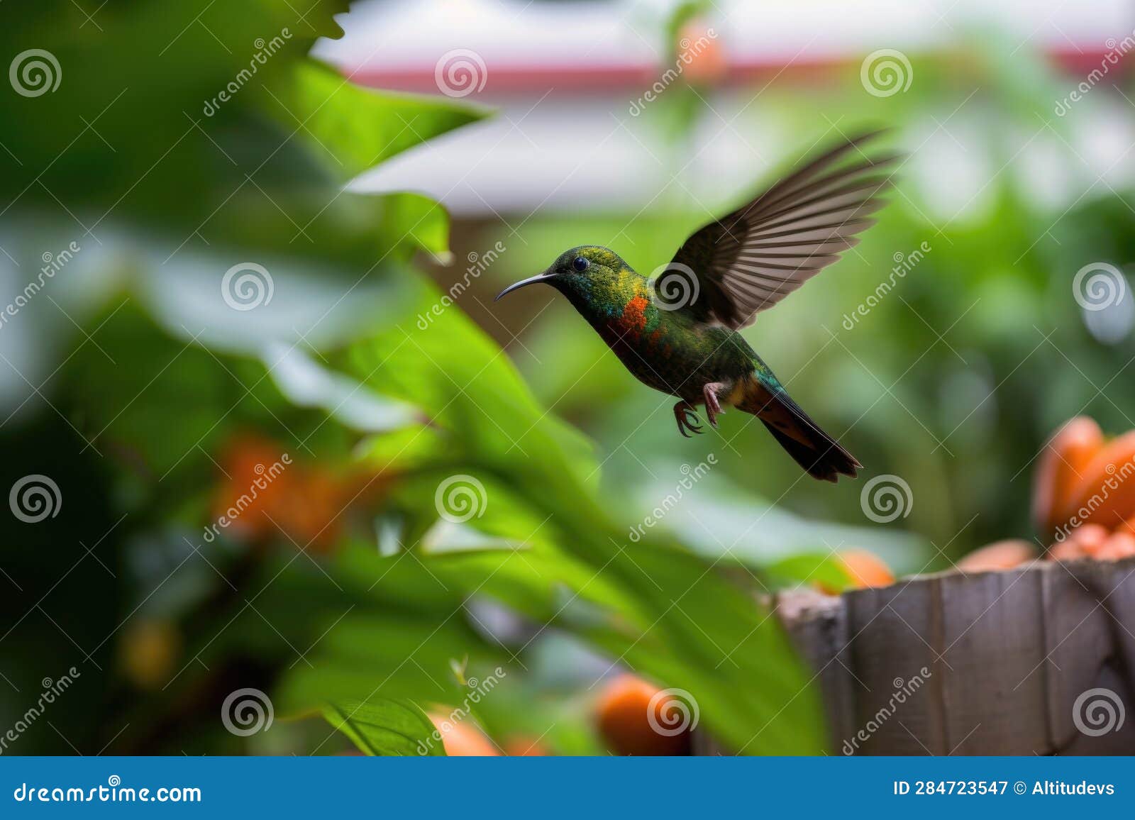 Hummingbird Practicing Flying Skills, Hovering and Darting Around the ...
