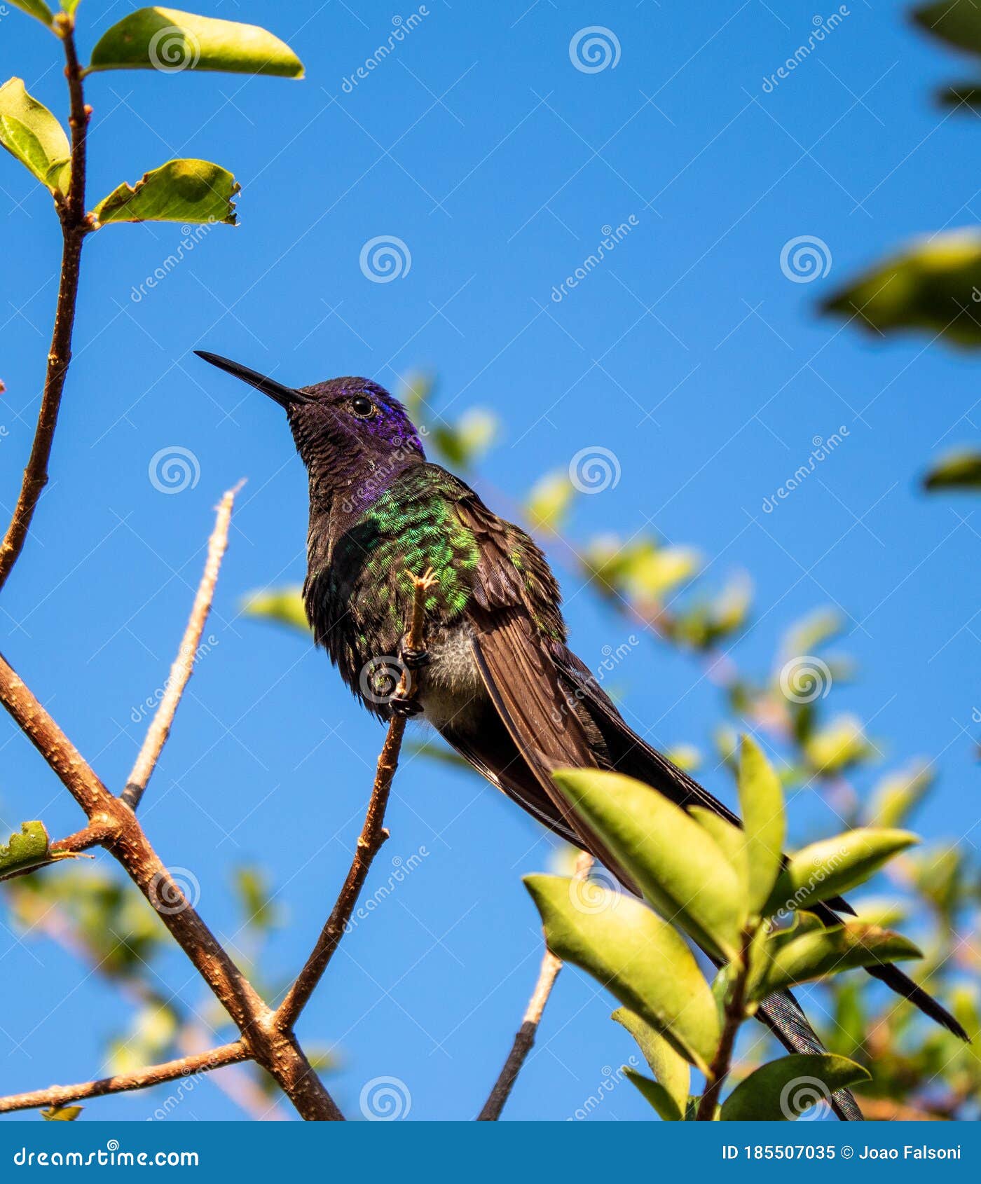 Hummingbird stock image. Image of hummingbird, profile - 185507035