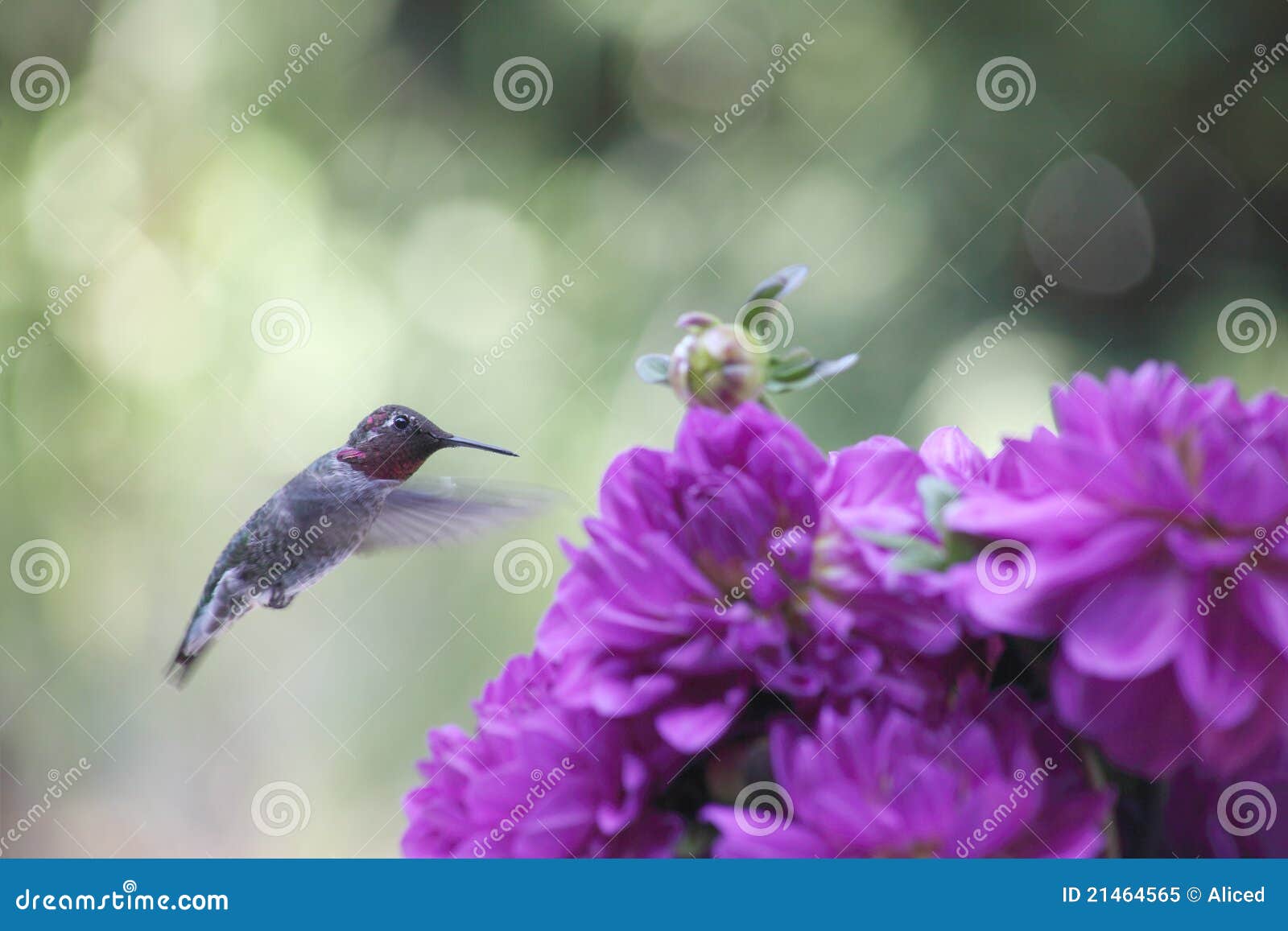 Hummingbird with Purple Flowers Stock Image - Image of wildlife ...