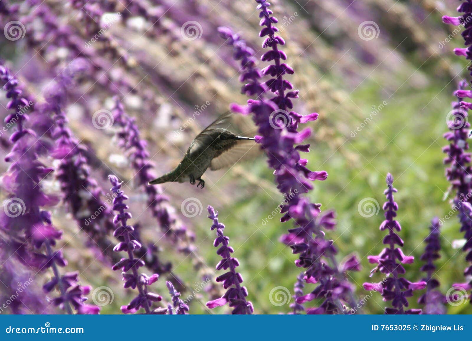 Hummingbird and Purple Flowers Stock Image - Image of long, purple: 7653025