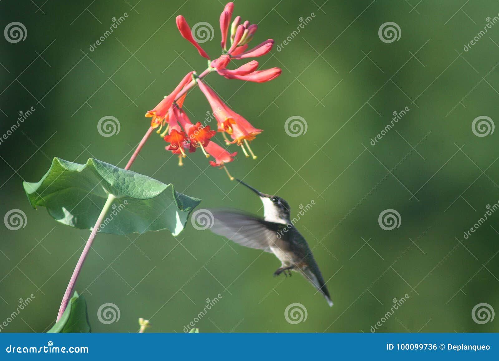 Hummingbird in Quebec. Canada, North America. Stock Photo - Image of ...