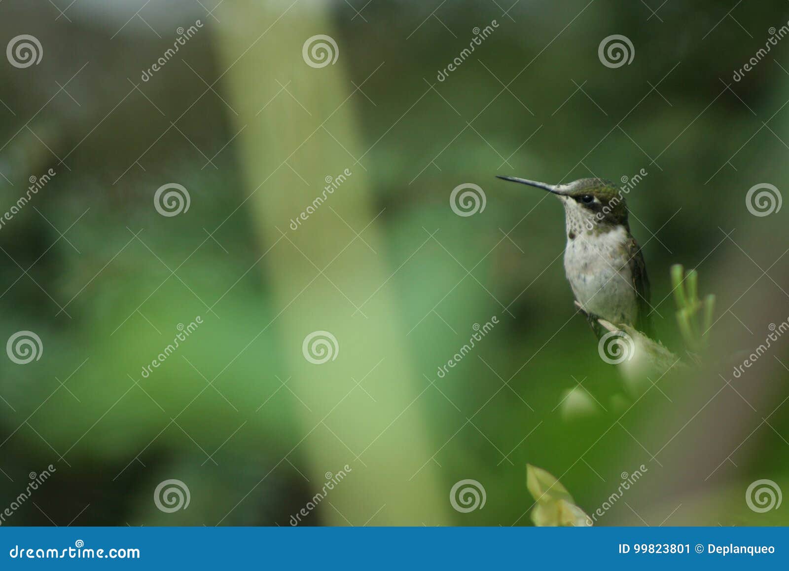 Hummingbird in Quebec. Canada, North America. Stock Image - Image of ...