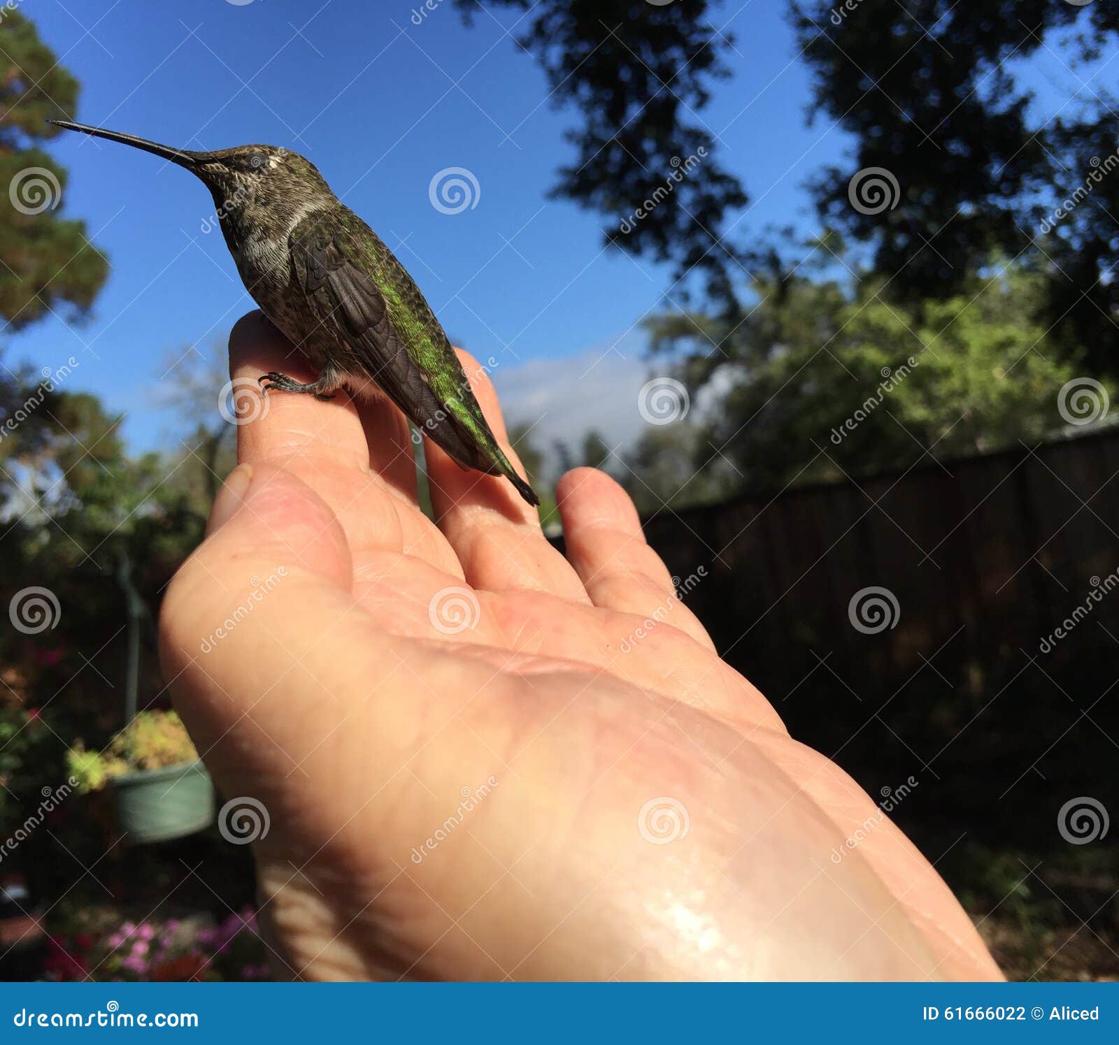 Hummingbird Recovering from Window Collision Stock Photo - Image of ...